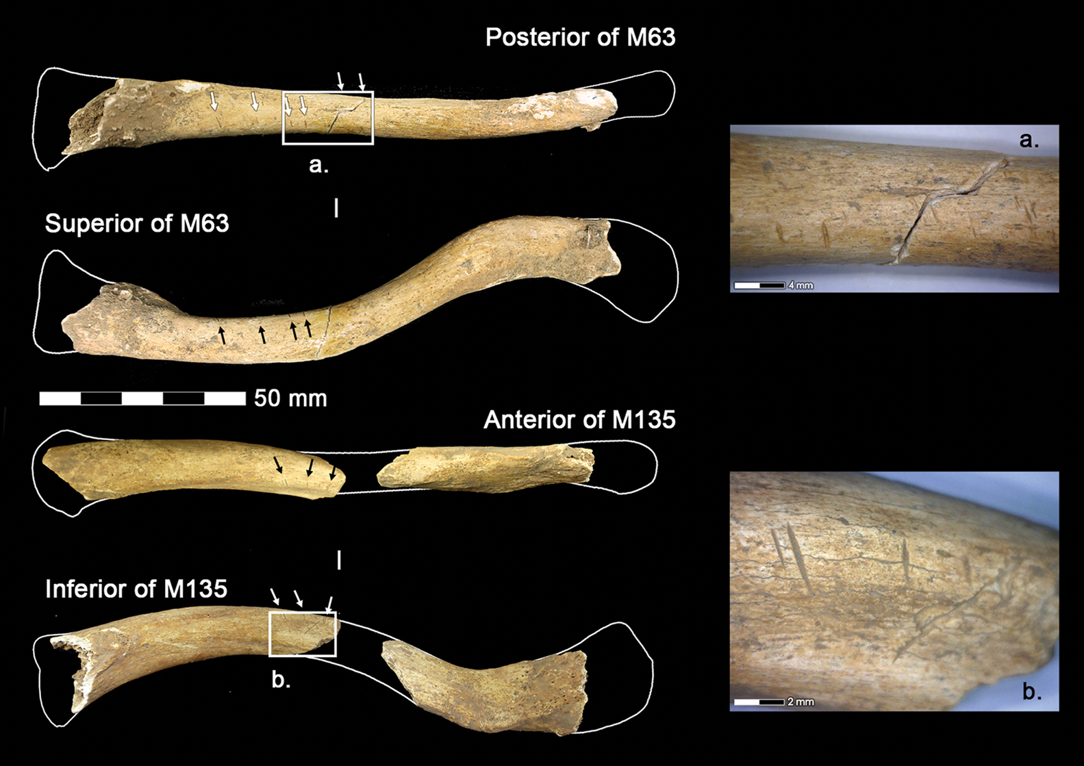 Disarticulation, evisceration and excarnation: Neolithic mortuary ...