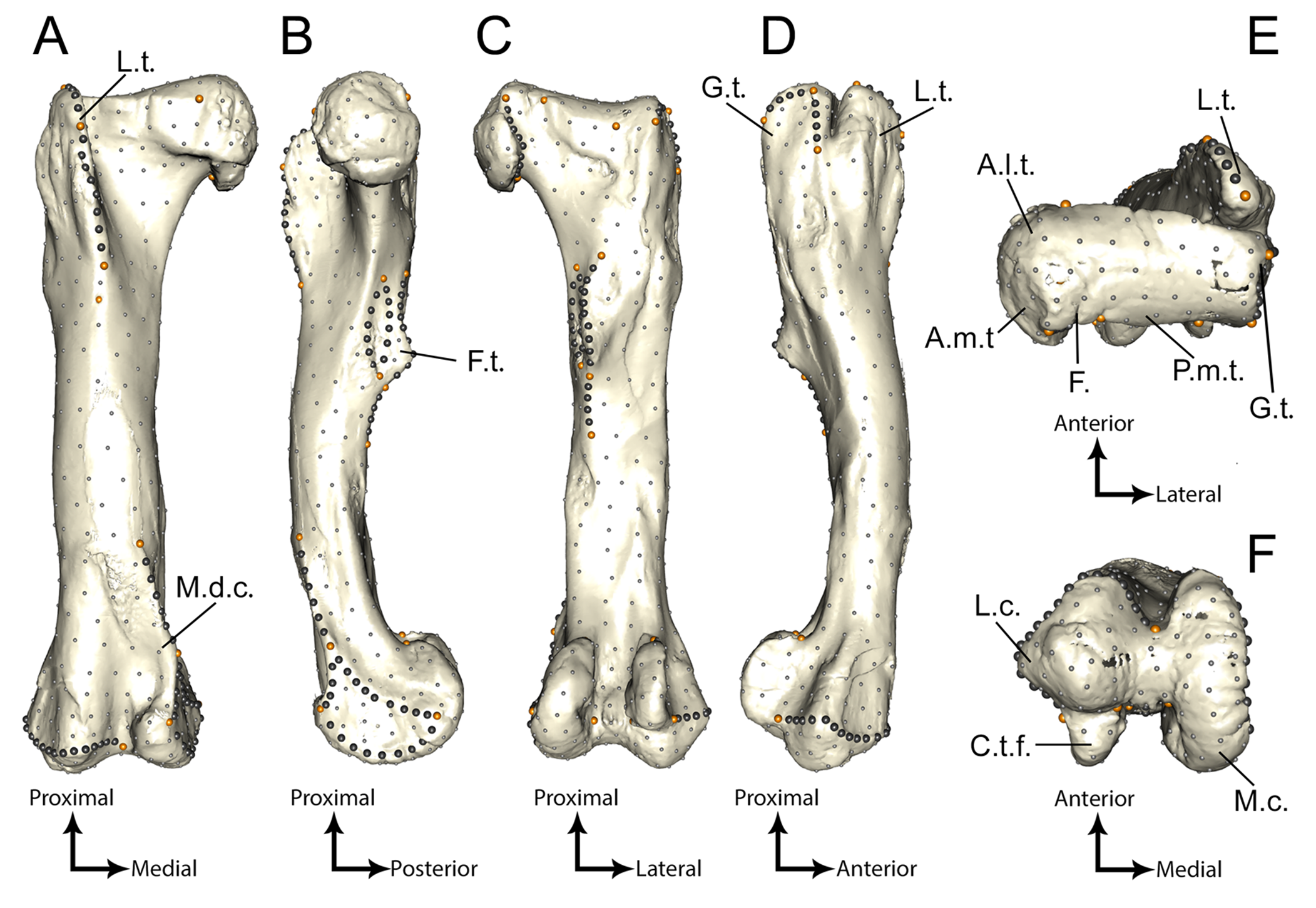 The evolution of femoral morphology in giant non-avian theropod ...