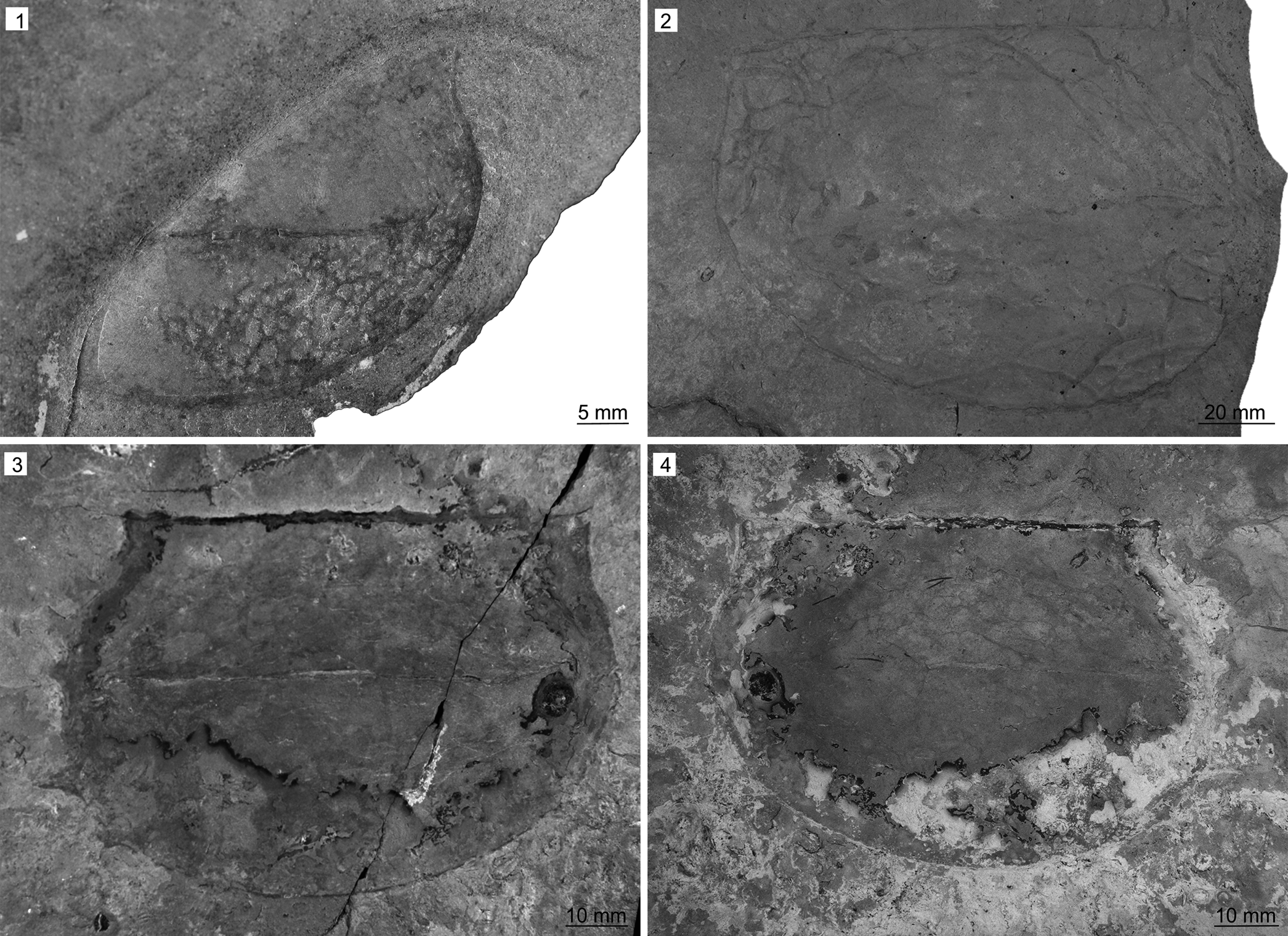 New soft-bodied panarthropods from diverse Spence Shale (Cambrian ...
