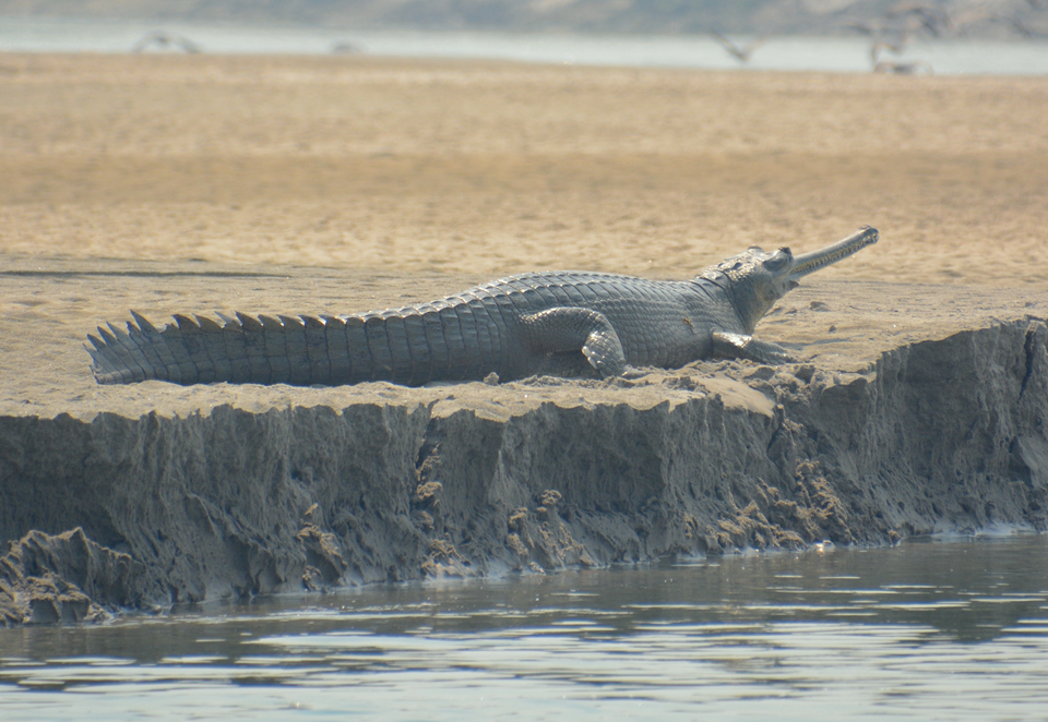 Status of the Critically Endangered gharial Gavialis gangeticus in the ...