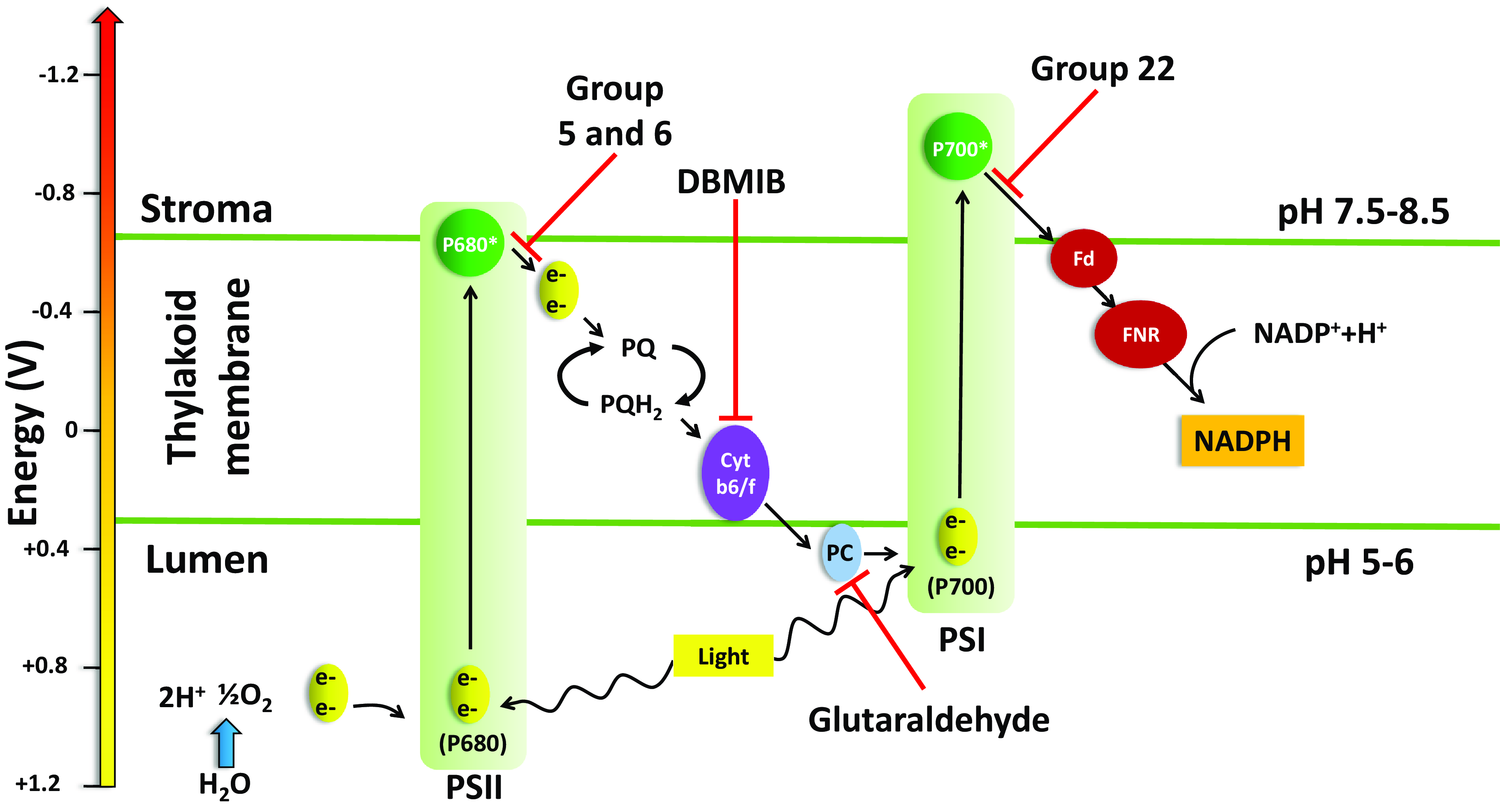 Is there a place for new herbicides targeting photosynthetic electron ...