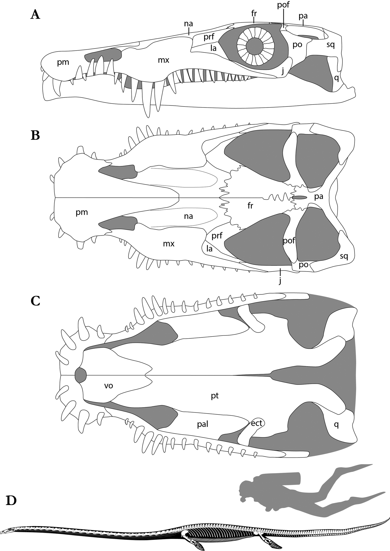 Dinocephalosaurus orientalis Li, 2003: a remarkable marine ...