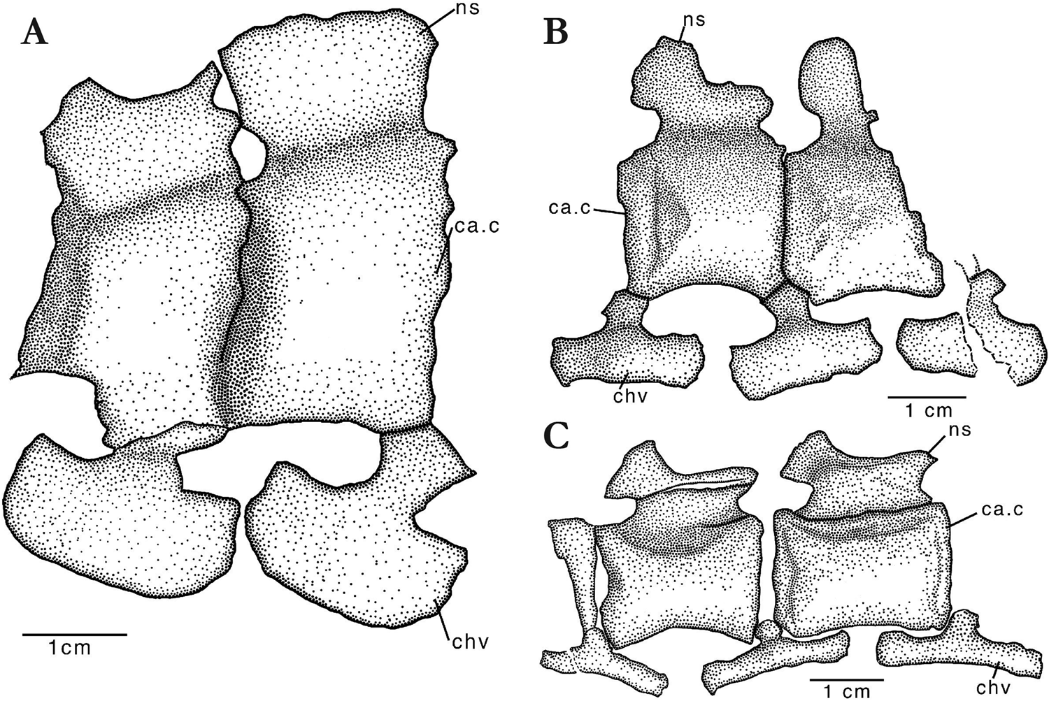 Dinocephalosaurus orientalis Li, 2003: a remarkable marine ...