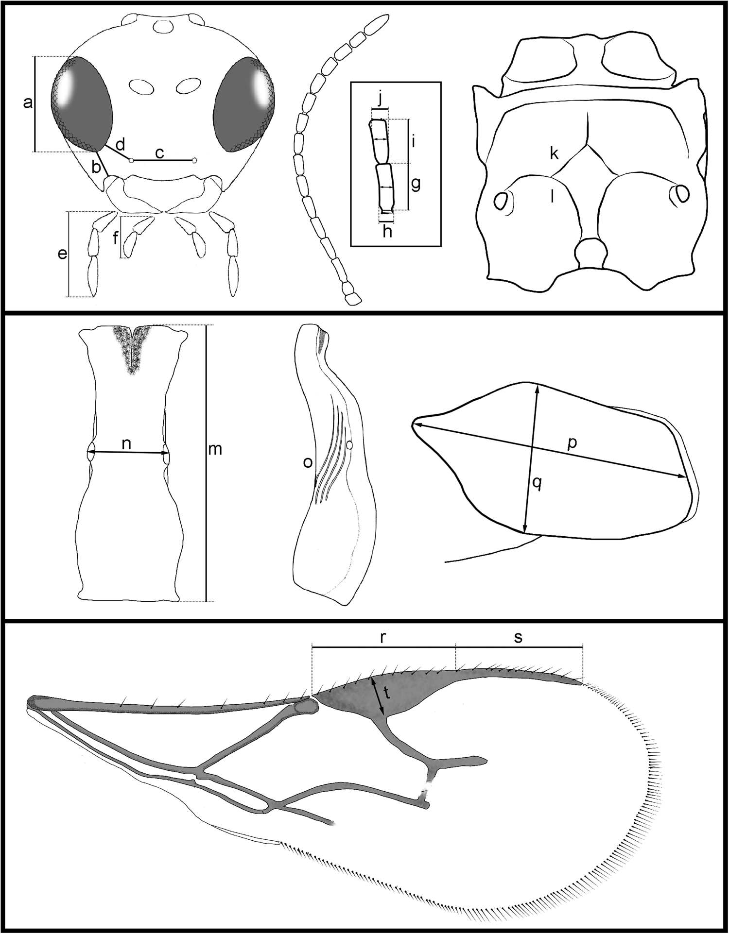 It's time for Africa – hidden diversity of the Aphidius colemani species group (Hymenoptera ...