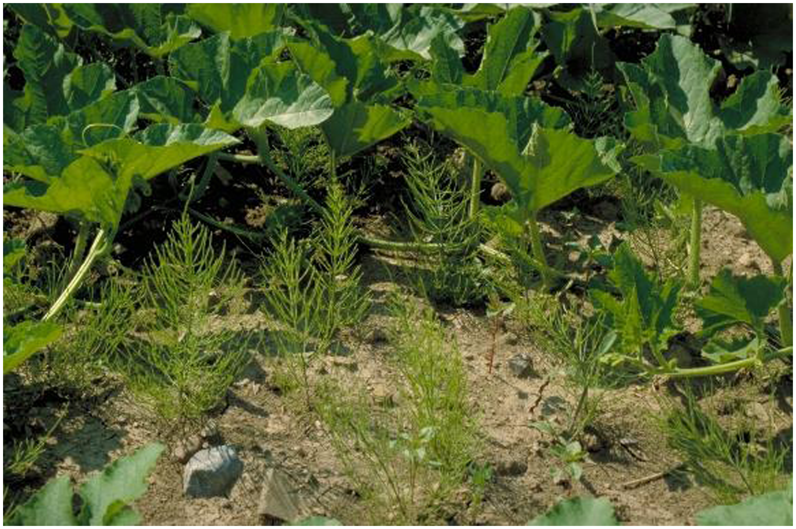 Reproductive strategy, management, and medicinal uses of field ...