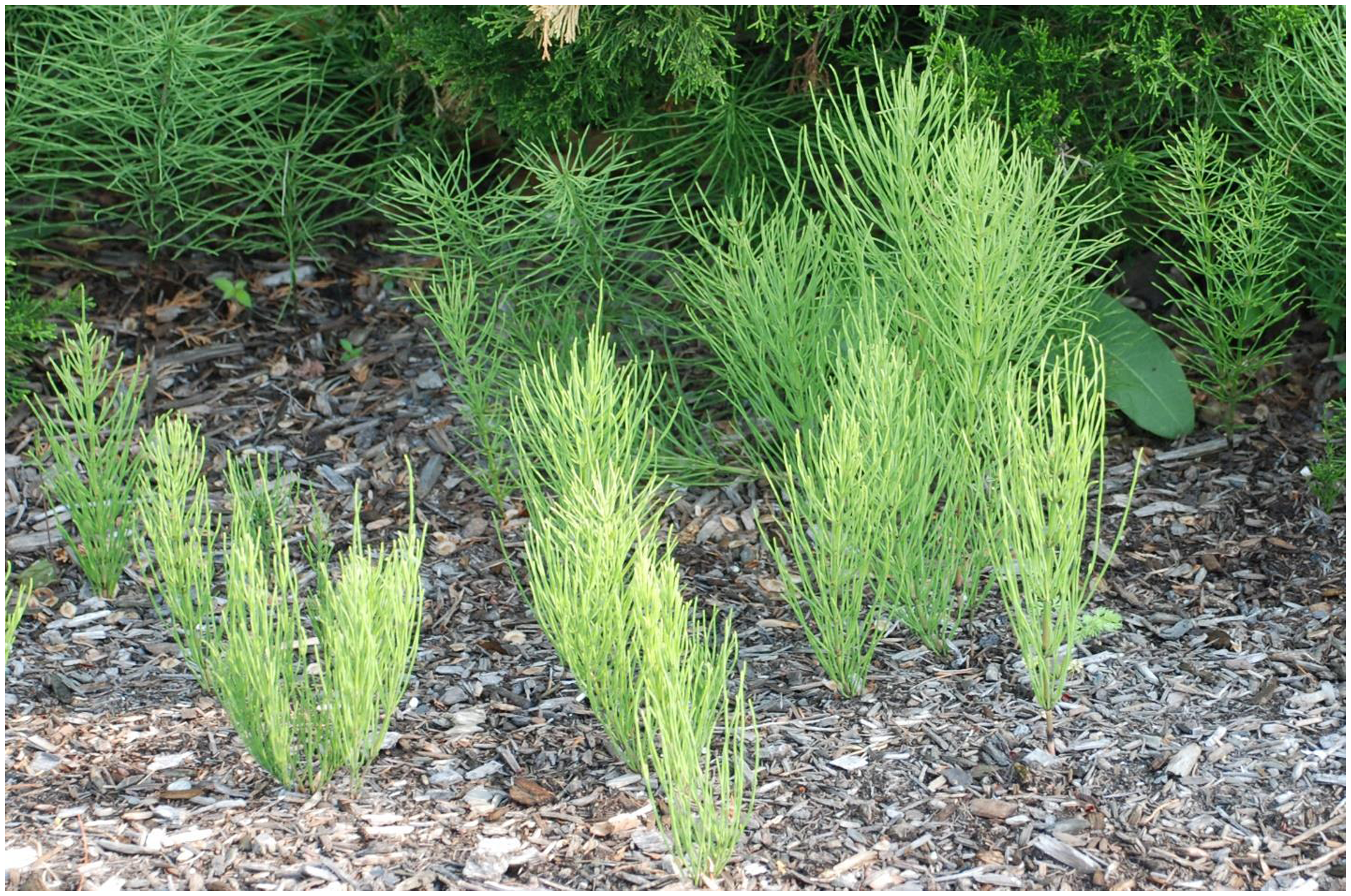 Reproductive strategy, management, and medicinal uses of field ...