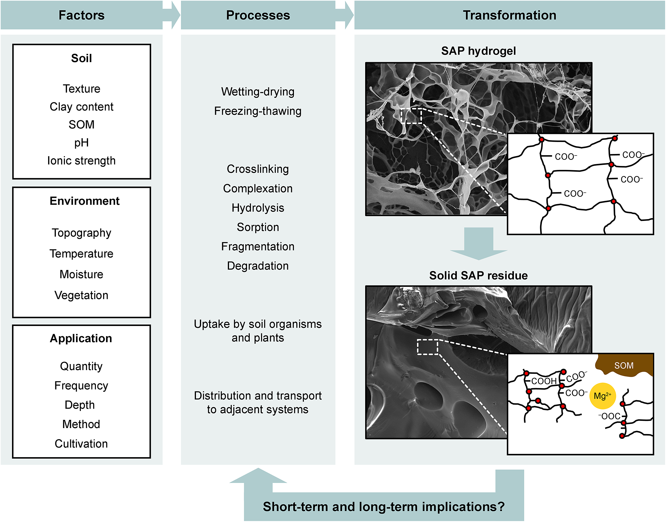 Superabsorbent polymers in soil: The new microplastics? | Cambridge ...