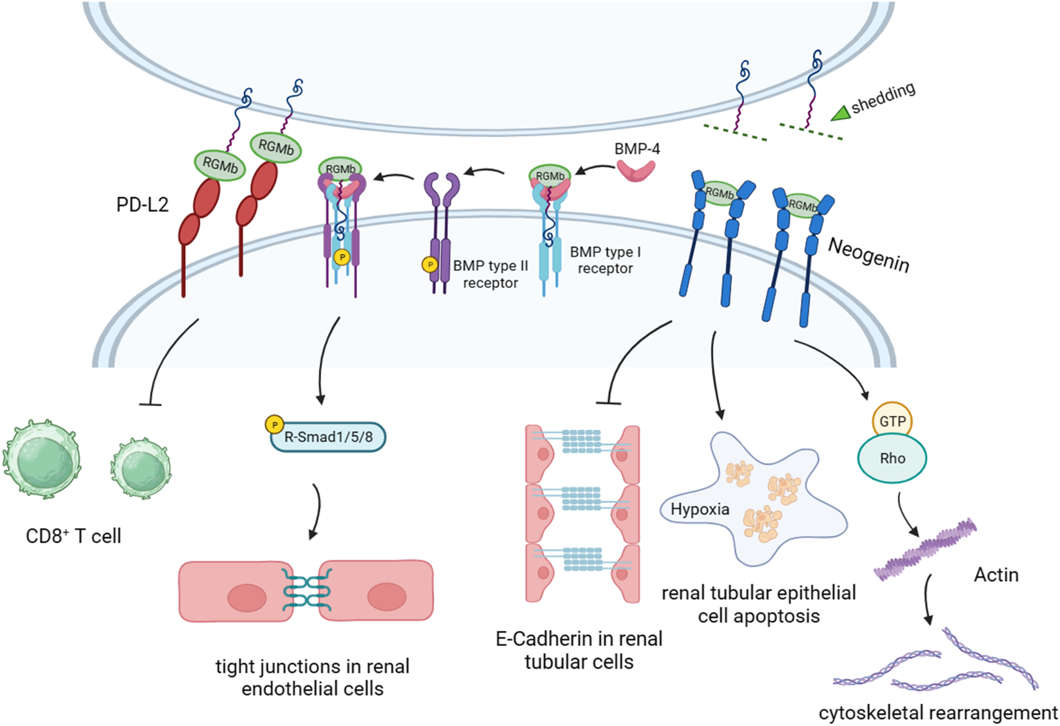 Repulsive guidance molecules b (RGMb): molecular mechanism, function ...
