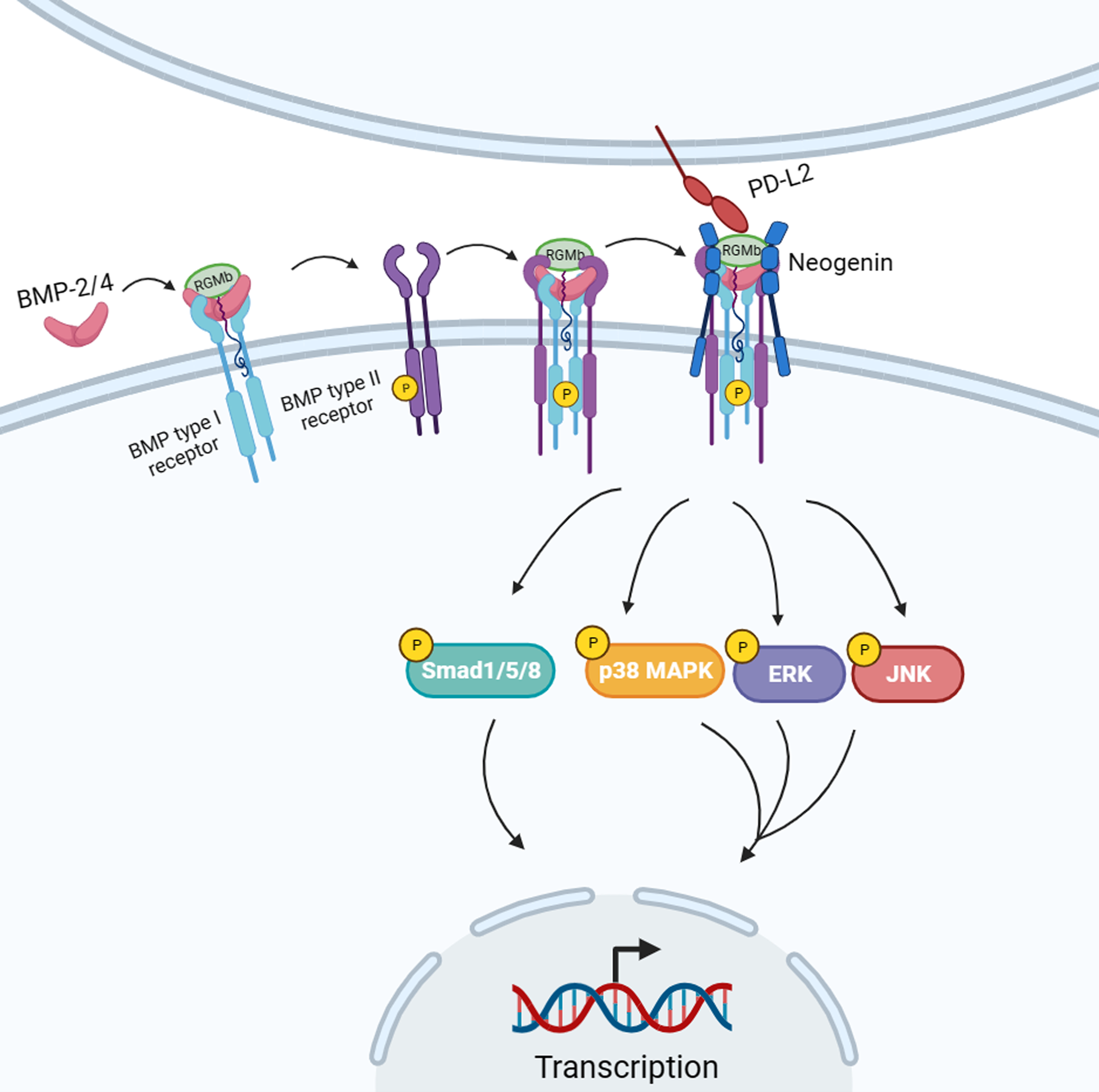 Repulsive guidance molecules b (RGMb): molecular mechanism, function ...