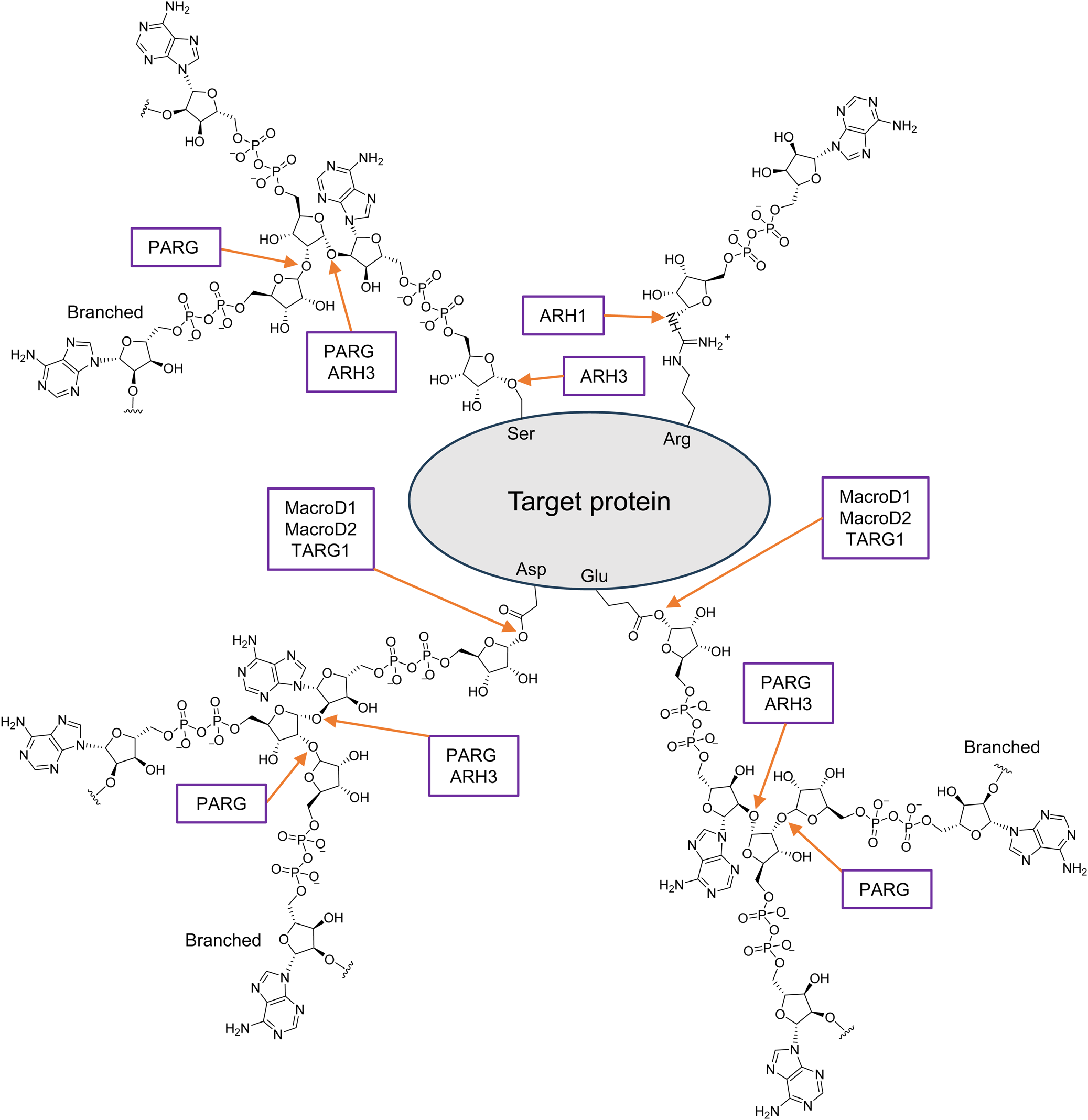 ADP-ribose hydrolases: biological functions and potential therapeutic ...