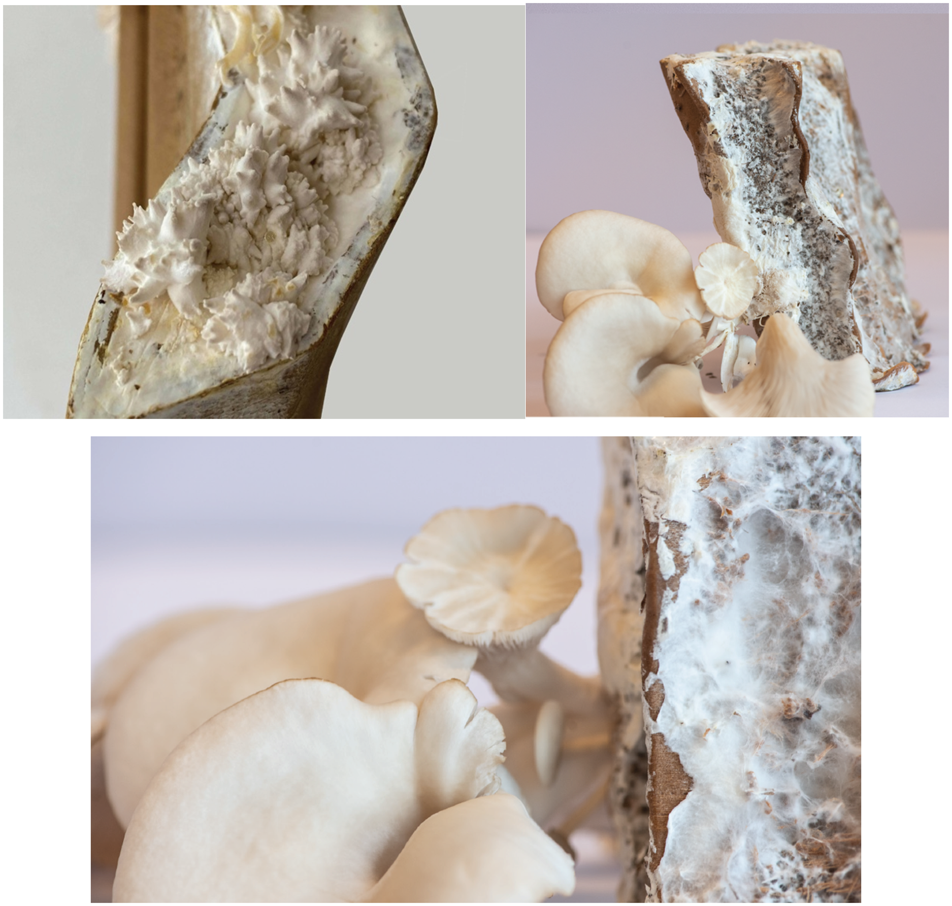 BioForms: 3-D printed mycelium wall panel systems | Research Directions ...