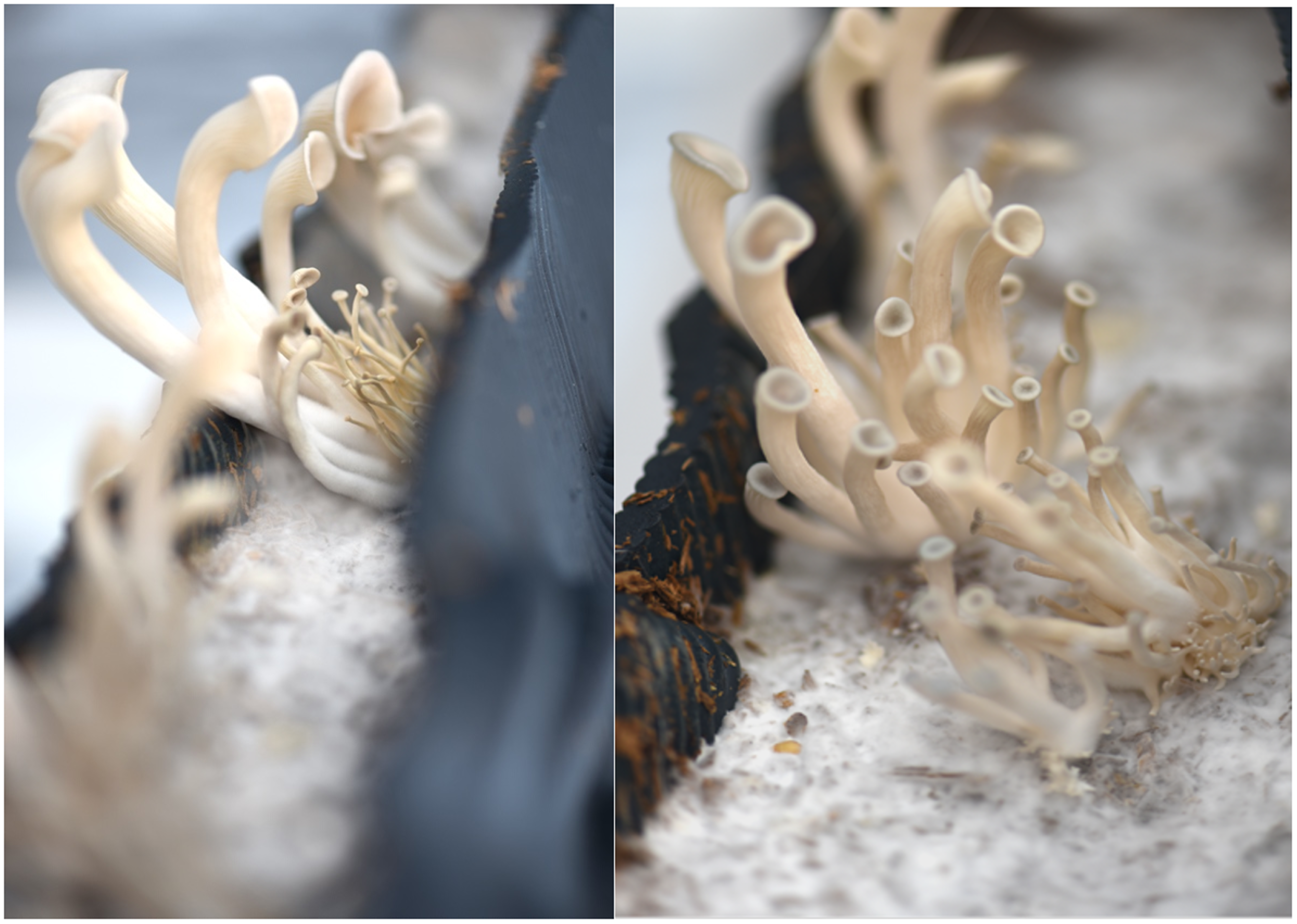 BioForms: 3-D printed mycelium wall panel systems | Research Directions ...