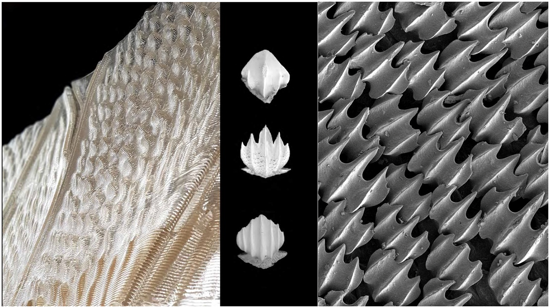 BioForms: 3-D printed mycelium wall panel systems | Research Directions ...