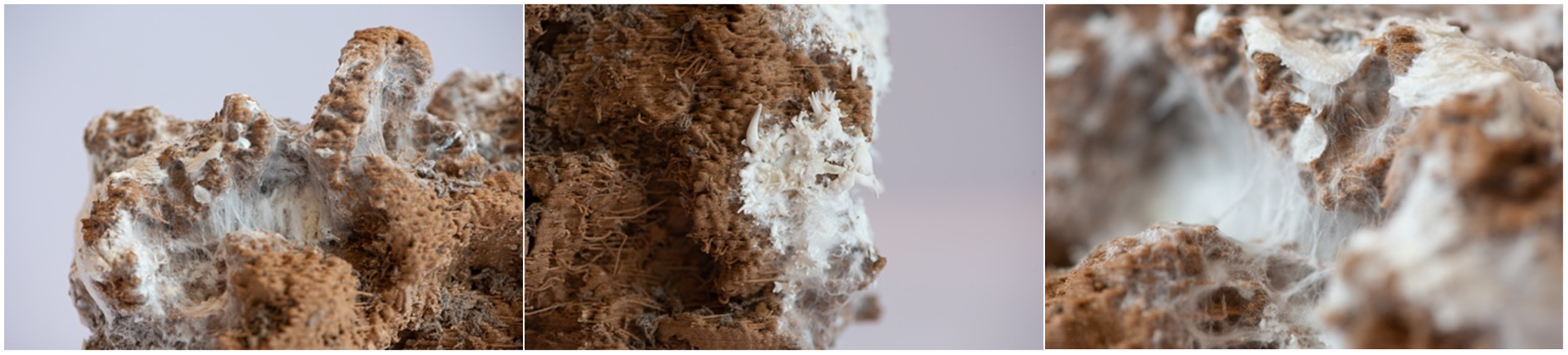 BioForms: 3-D printed mycelium wall panel systems | Research Directions ...