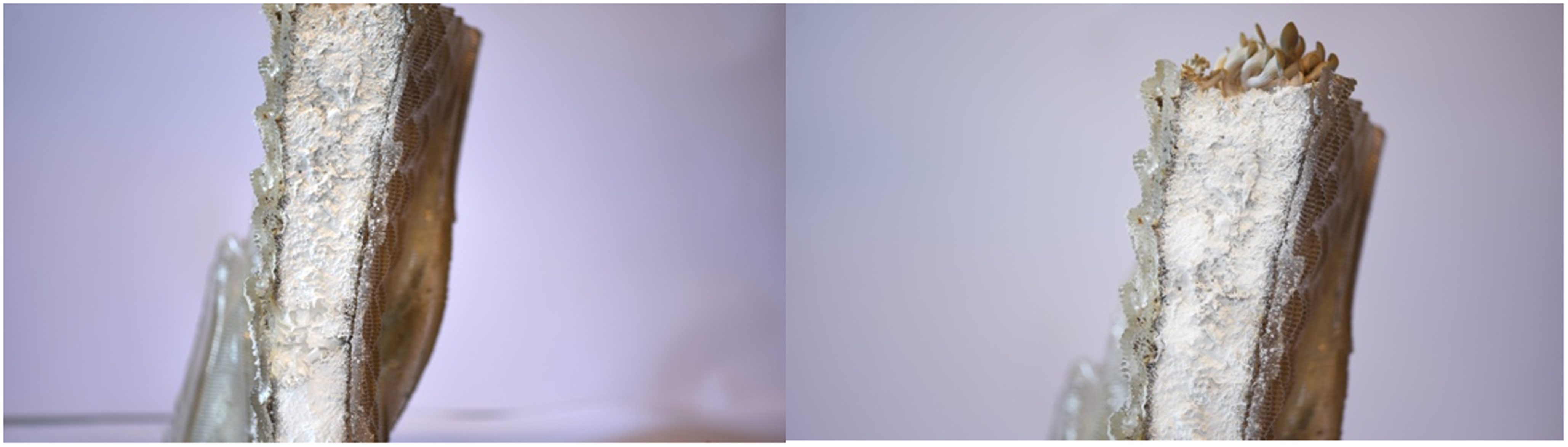 BioForms: 3-D printed mycelium wall panel systems | Research Directions ...