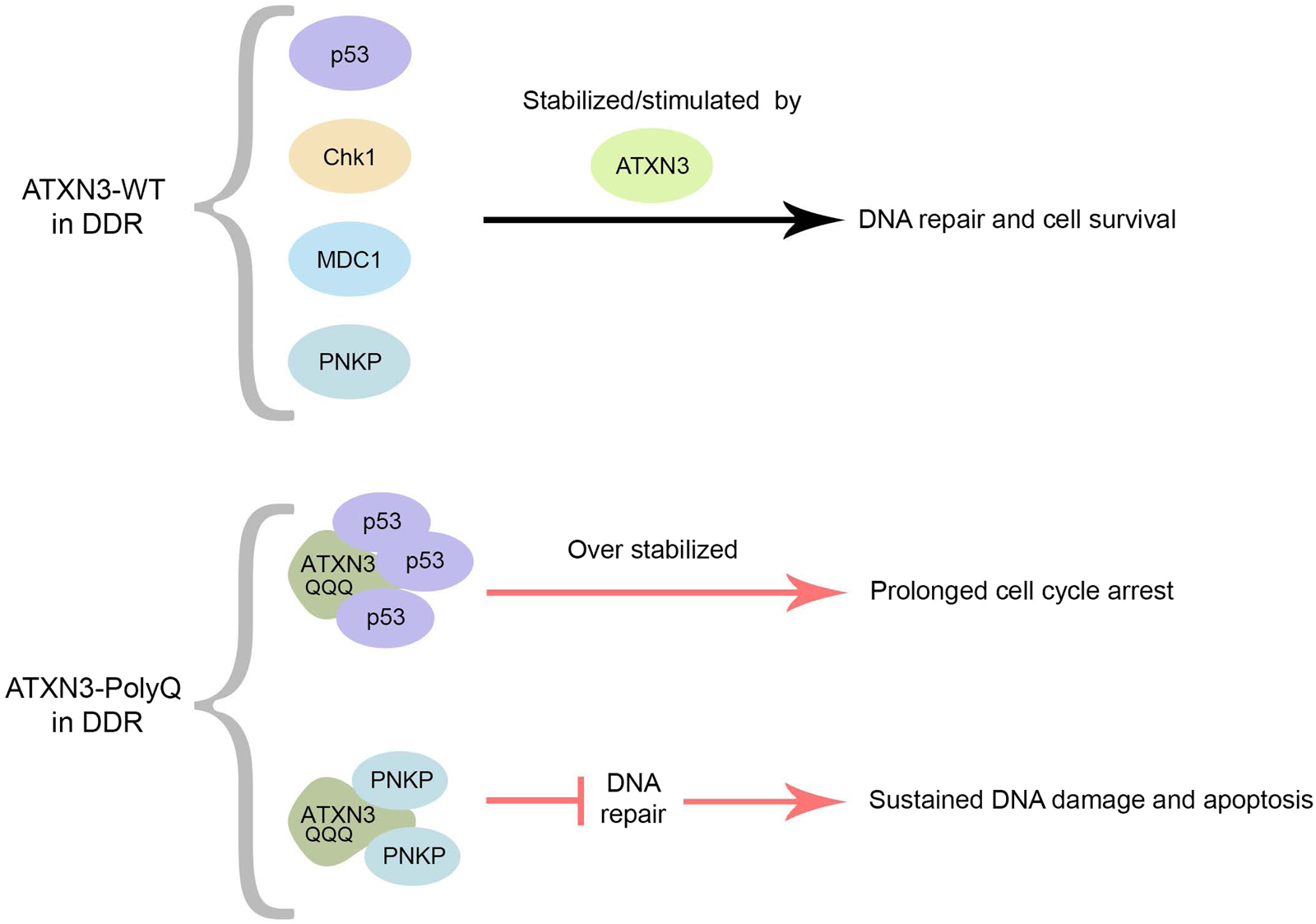 ATXN3: a multifunctional protein involved in the polyglutamine disease ...