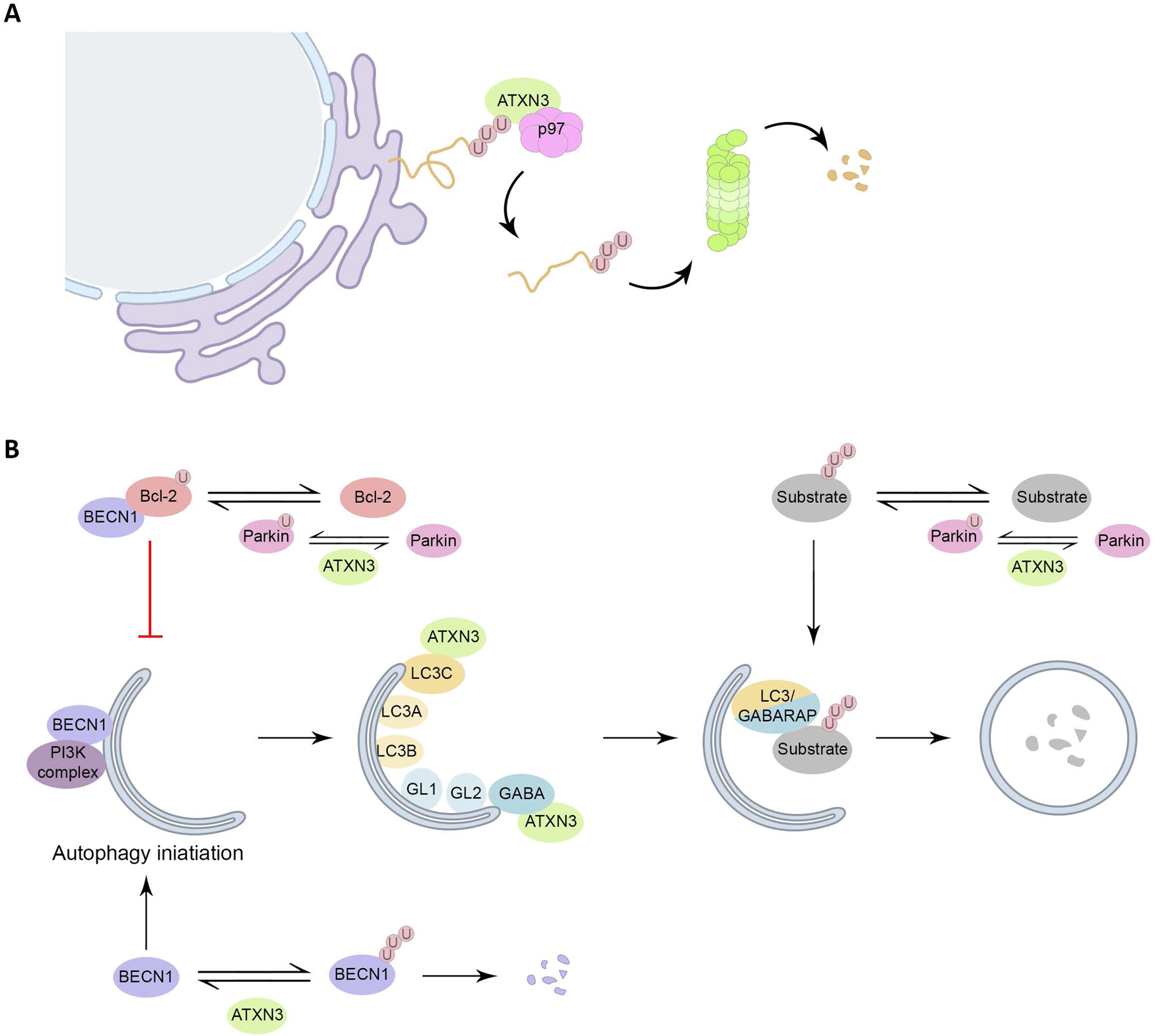ATXN3: a multifunctional protein involved in the polyglutamine disease ...