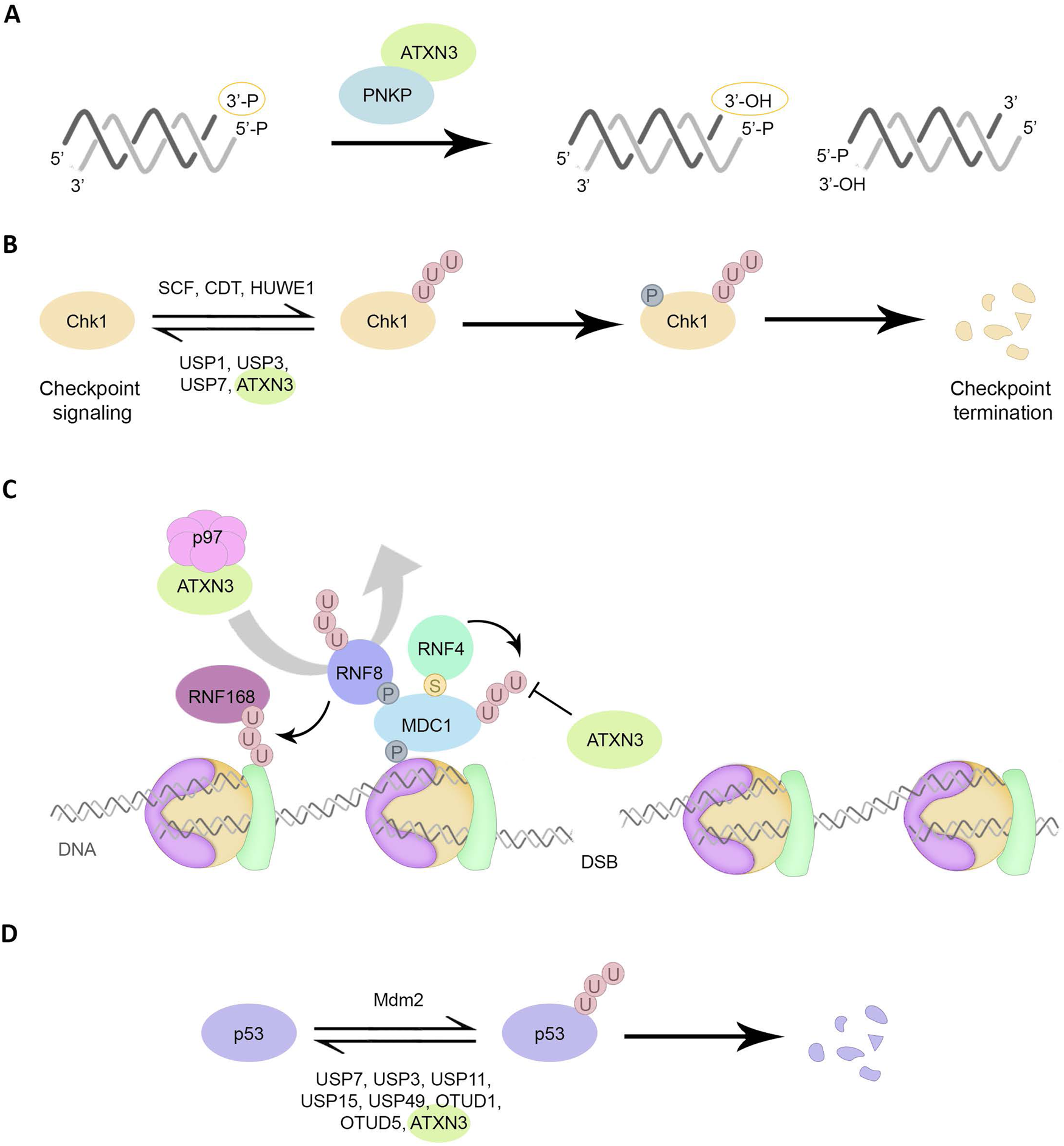 ATXN3: a multifunctional protein involved in the polyglutamine disease ...