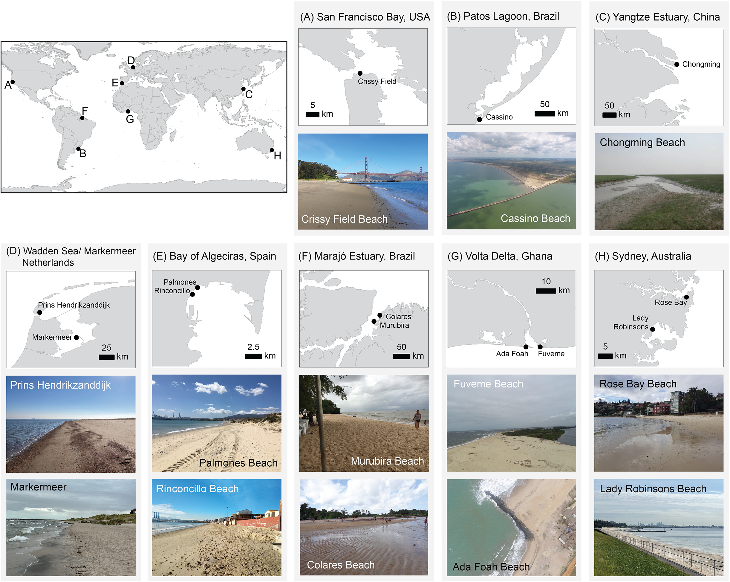 Morphodynamics and management challenges for beaches in modified ...