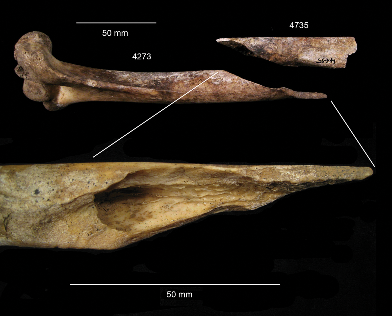 ‘The darker angels of our nature’: Early Bronze Age butchered human ...