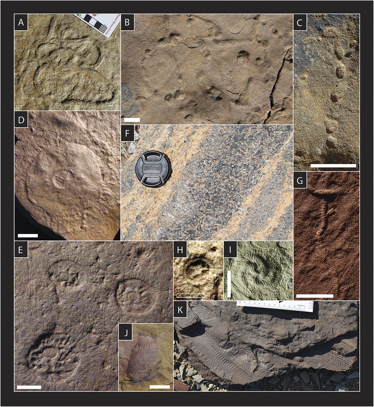 Causes and consequences of end-Ediacaran extinction: An update ...