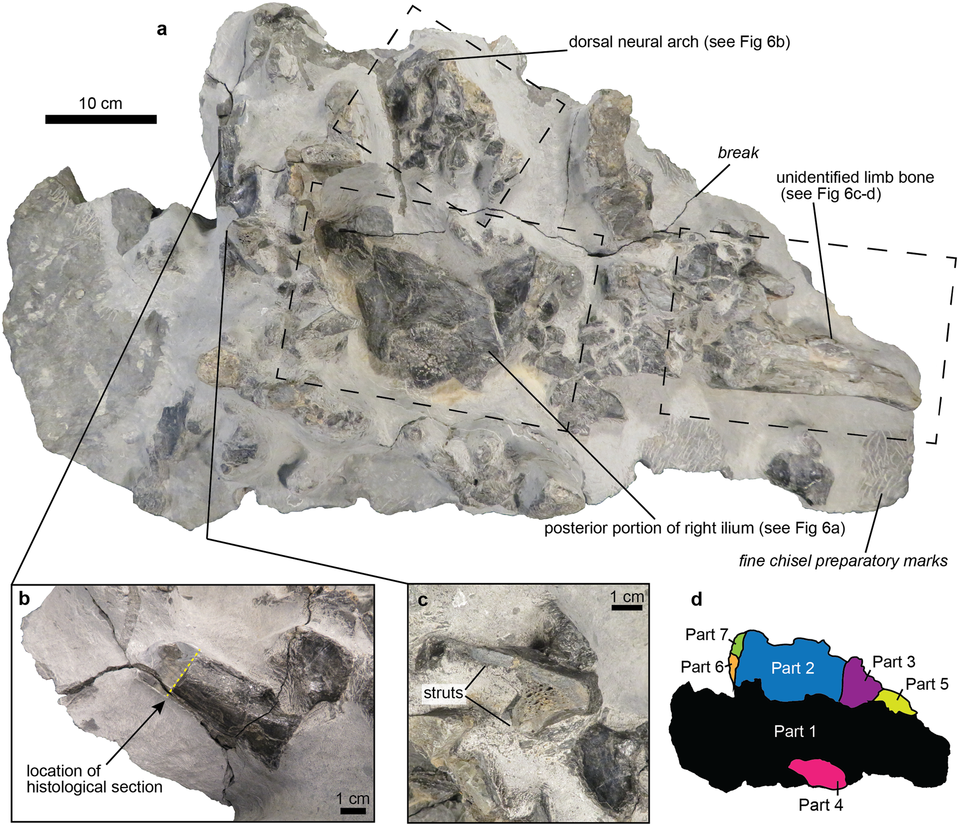 The first and most complete dinosaur skeleton from the Middle Jurassic ...