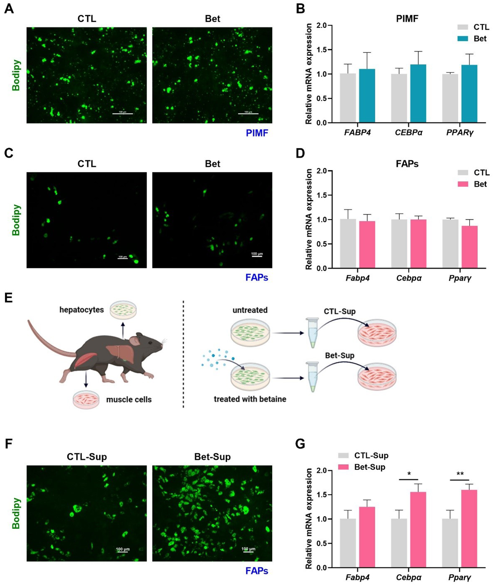Betaine increases intramuscular fat deposition by promoting the cell ...