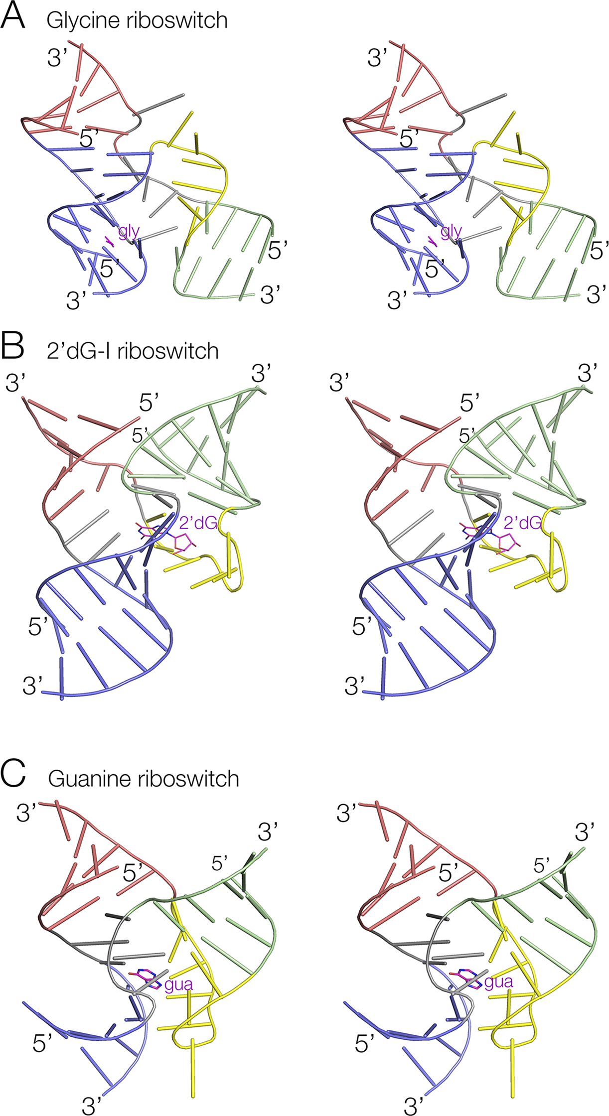 Some general principles of riboswitch structure and interactions with ...