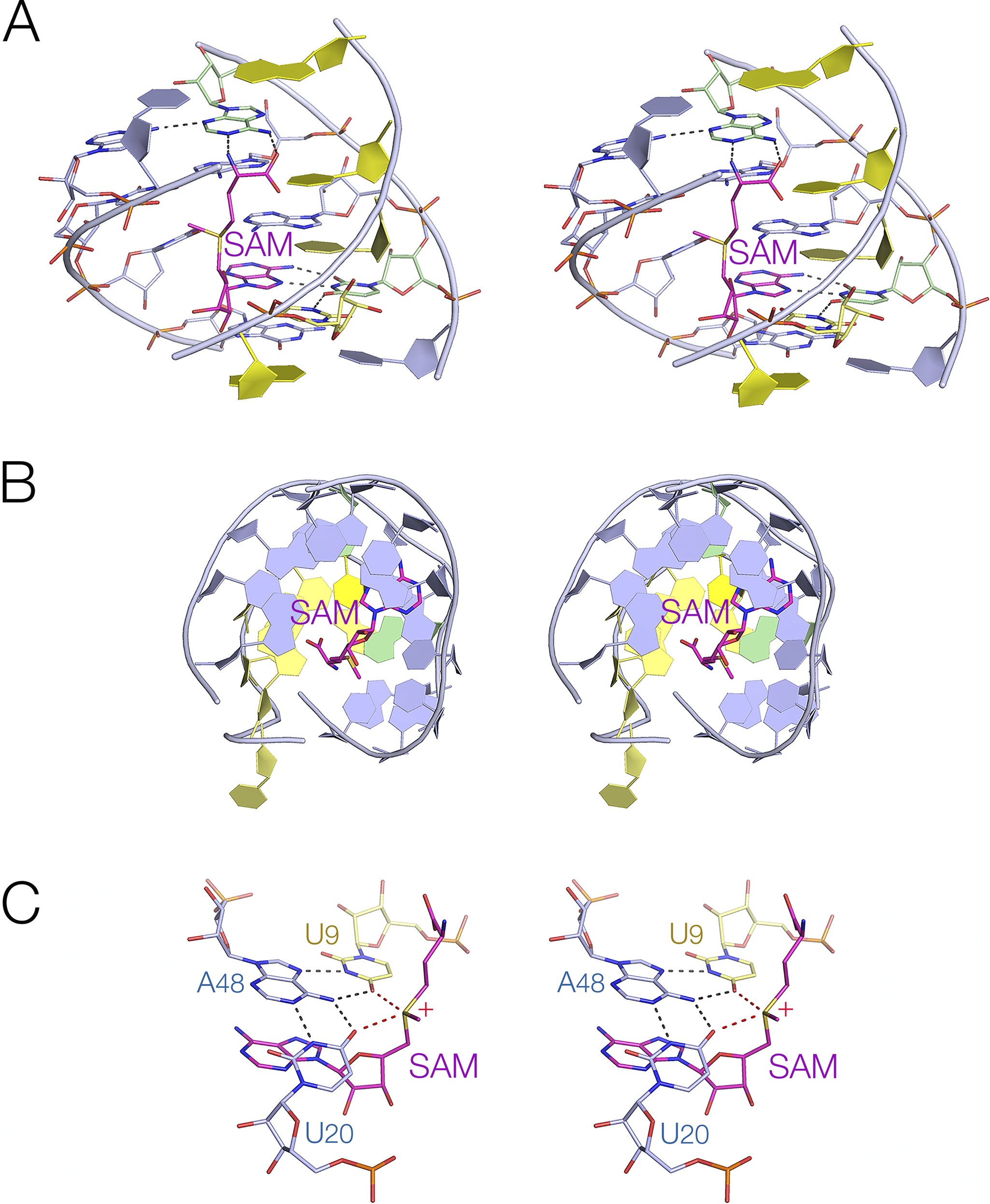 Some general principles of riboswitch structure and interactions with ...