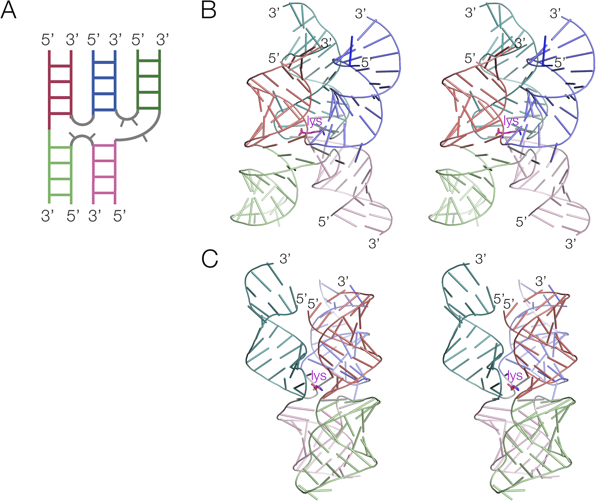 Some general principles of riboswitch structure and interactions with ...
