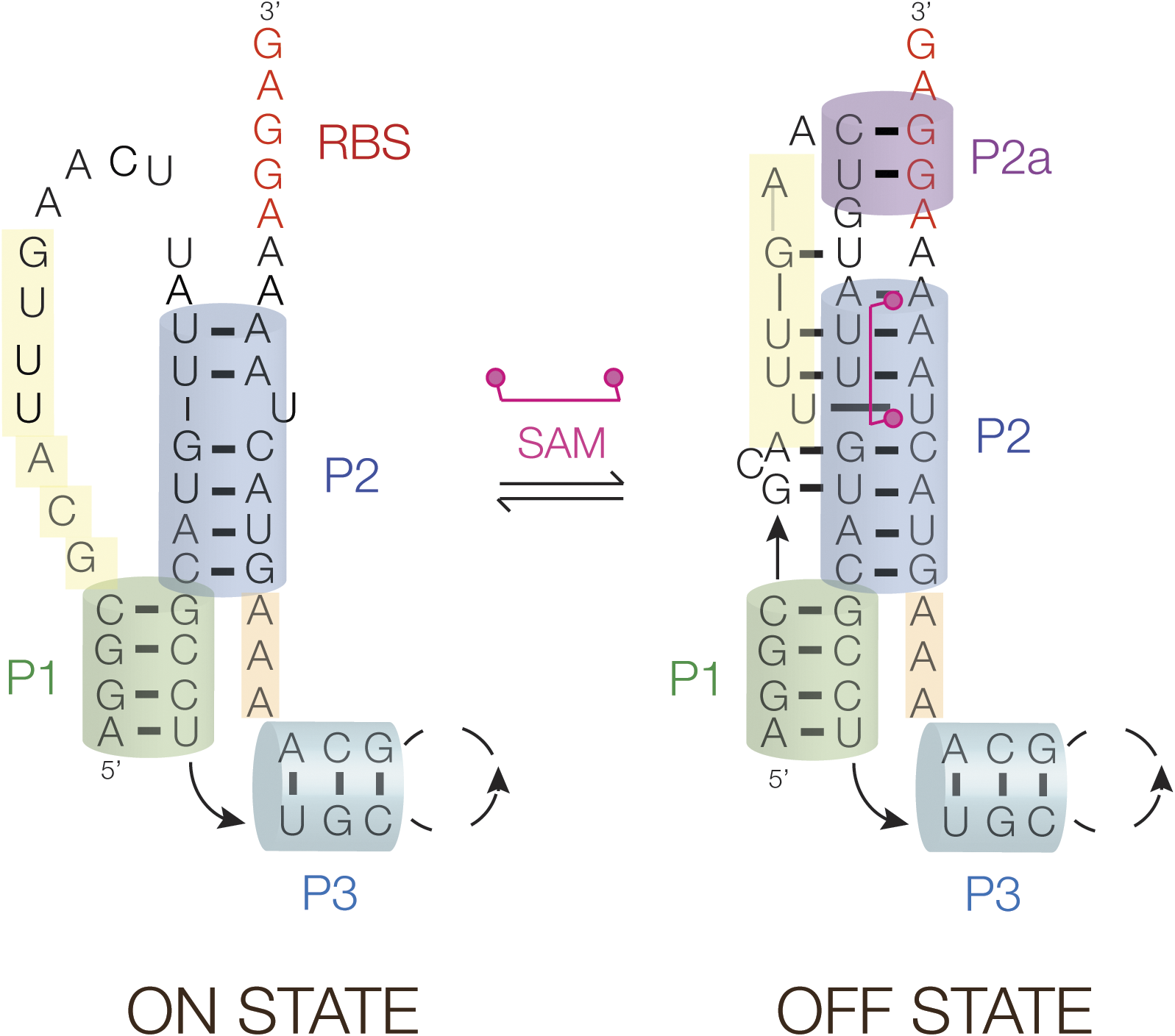 Some general principles of riboswitch structure and interactions with ...