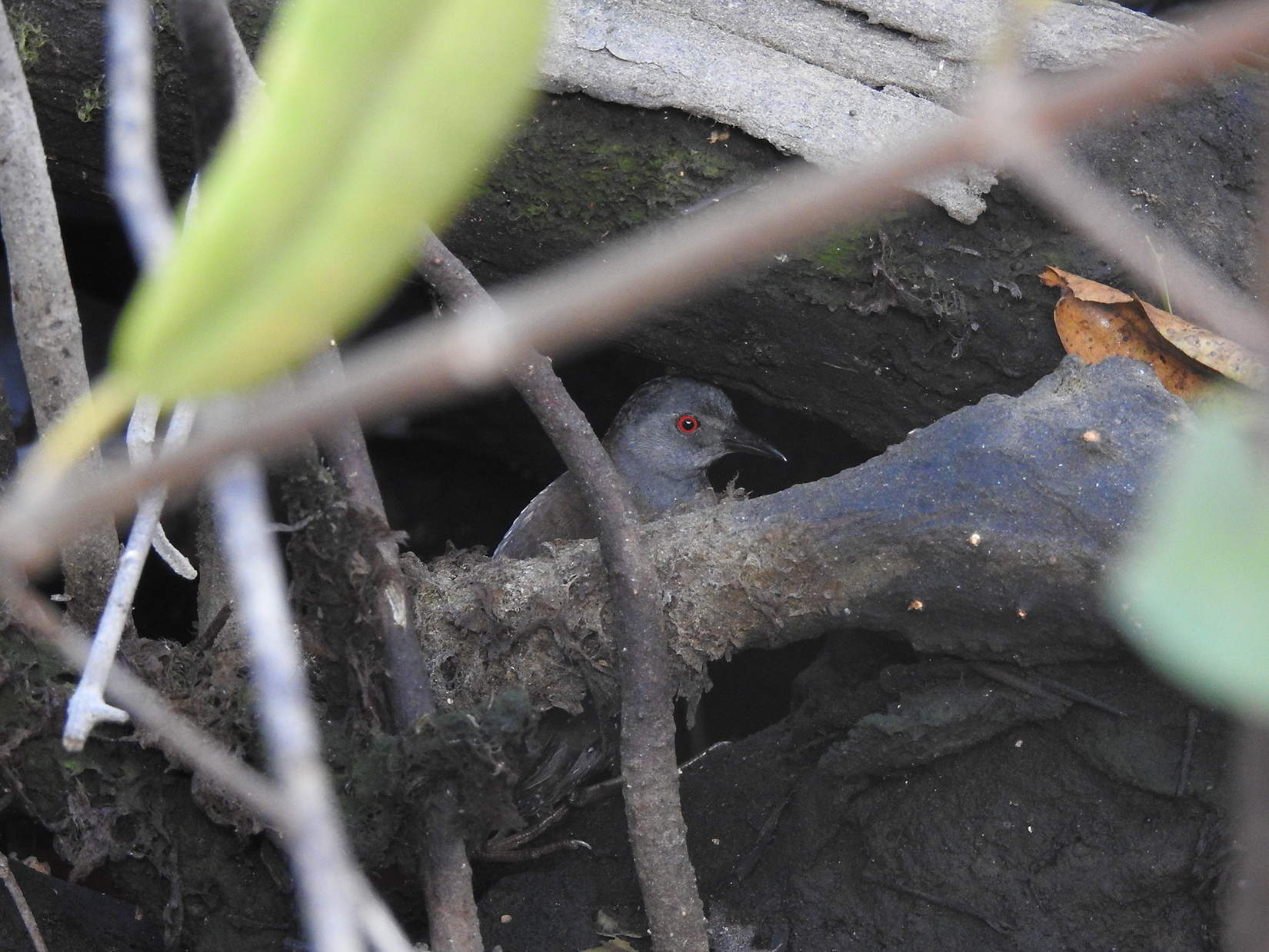 Status, distribution, and population trends of Galápagos Rail ...