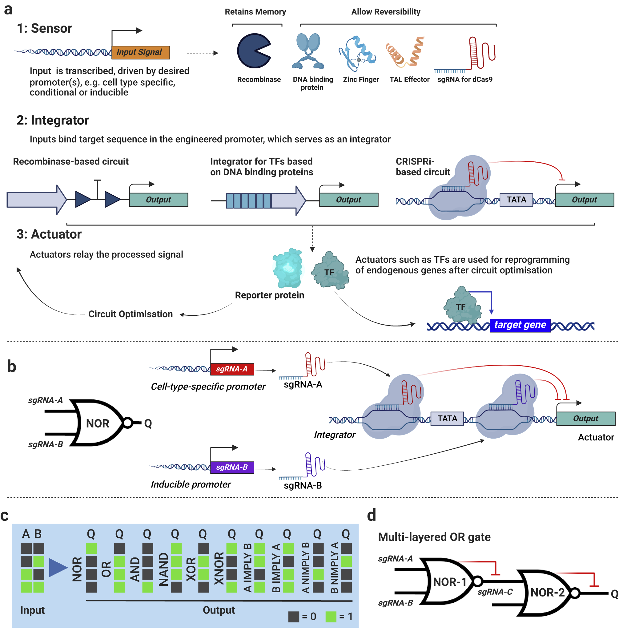 Synthetic gene circuits in plants: recent advances and challenges ...
