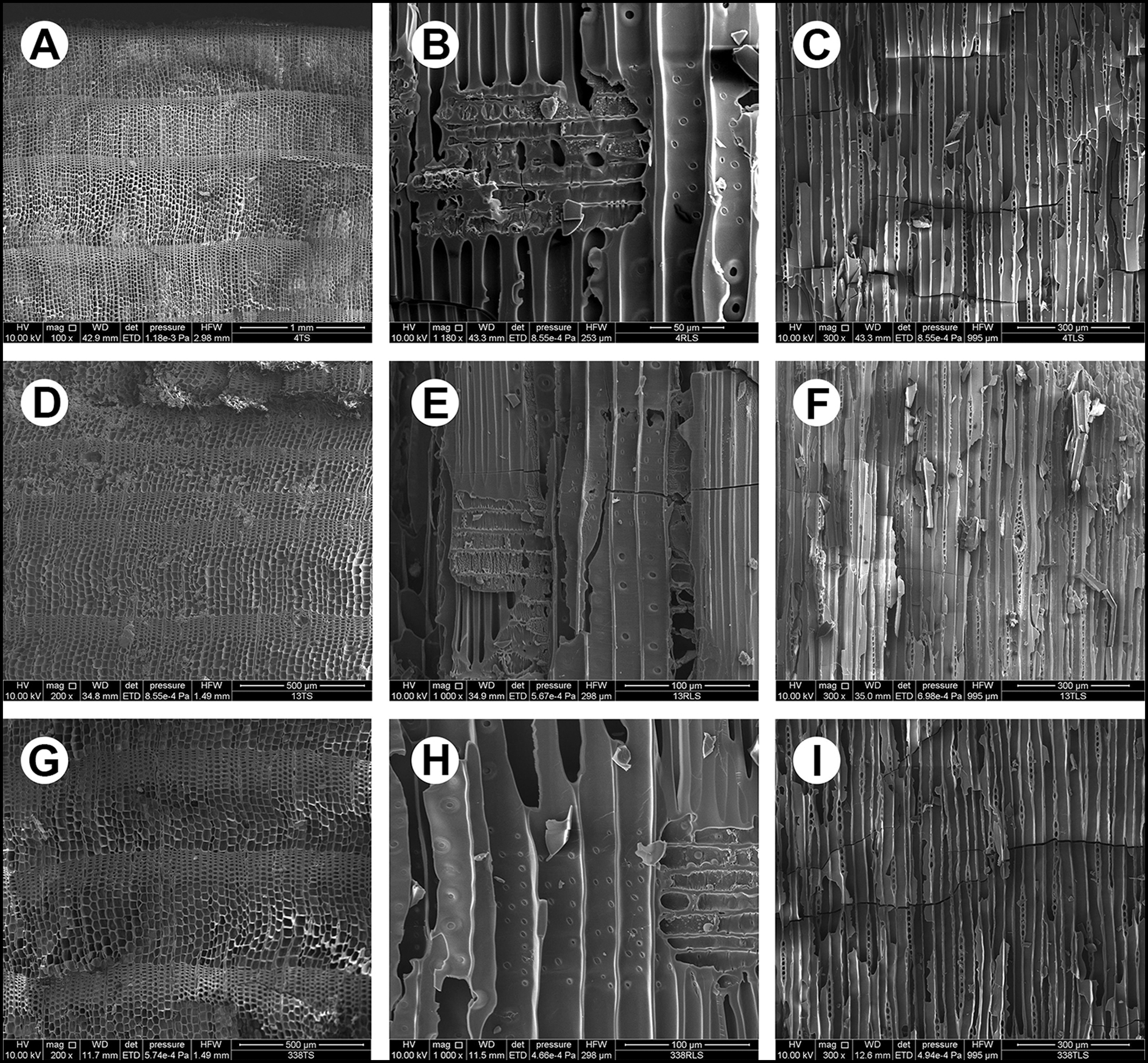 Qin structural timbers and the First Emperor’s Mausoleum (Xi’an, China ...
