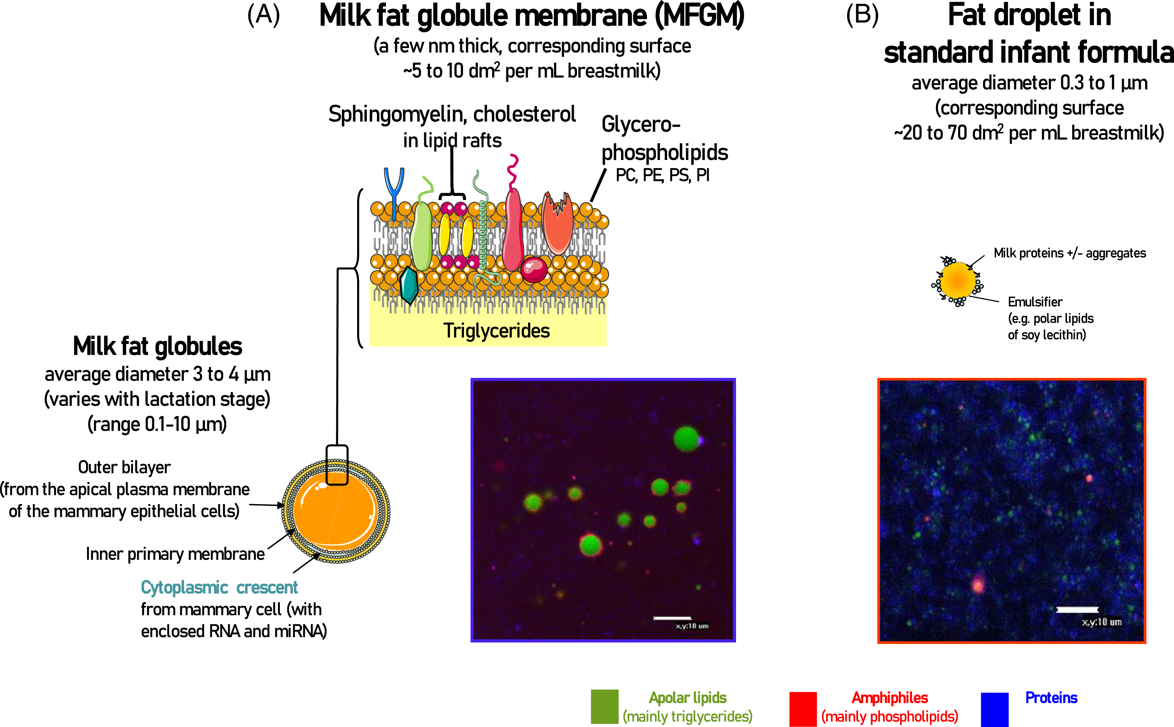 Lipid intake in infants from birth to 3 years old: review of current ...
