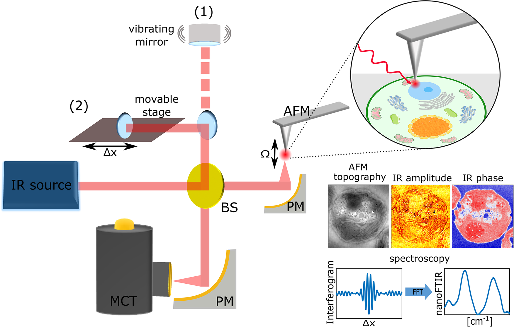 Infrared nanoscopy for subcellular chemical imaging | QRB Discovery ...