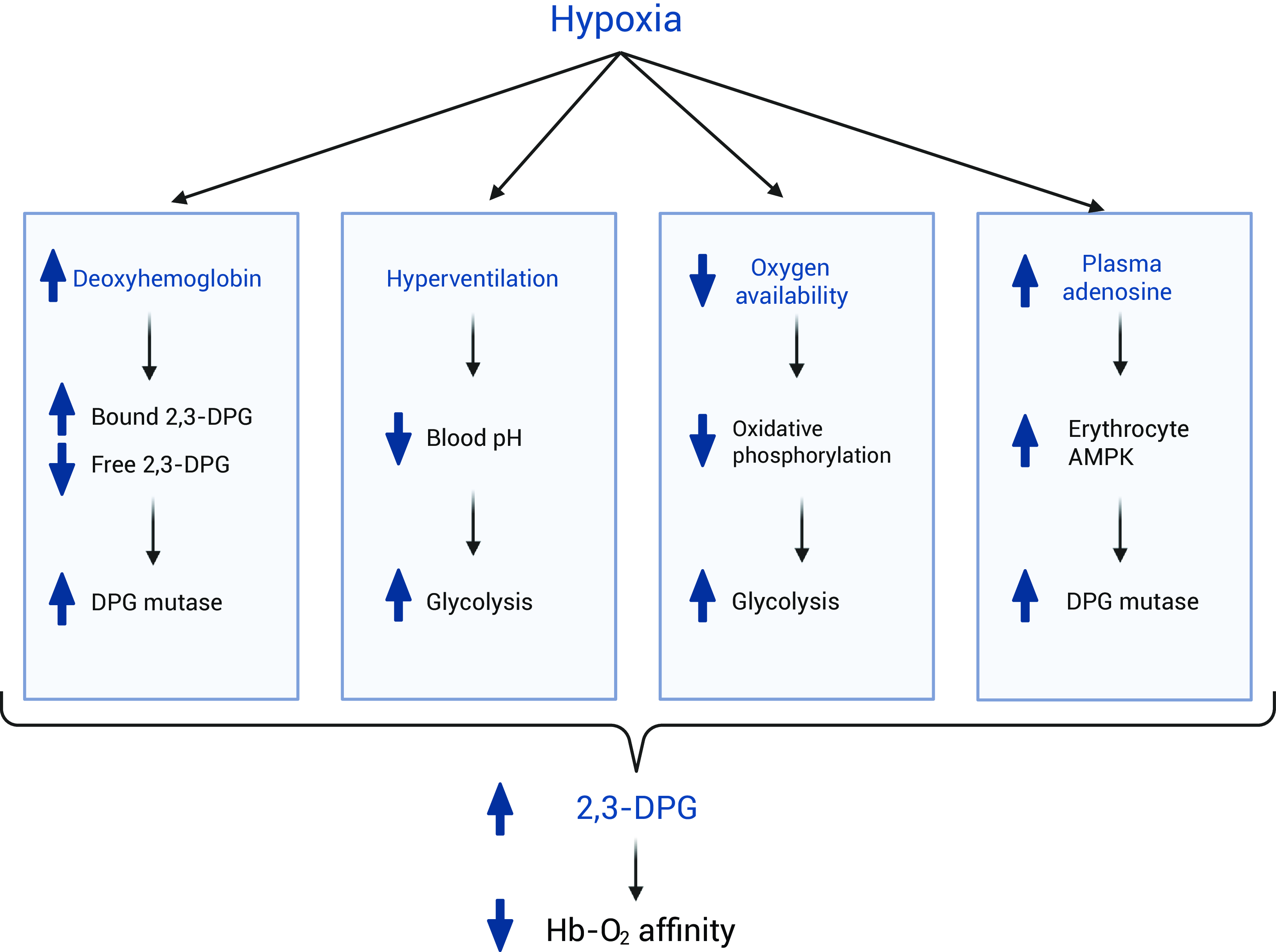 2,3-Diphosphoglycerate: the forgotten metabolic regulator of oxygen ...