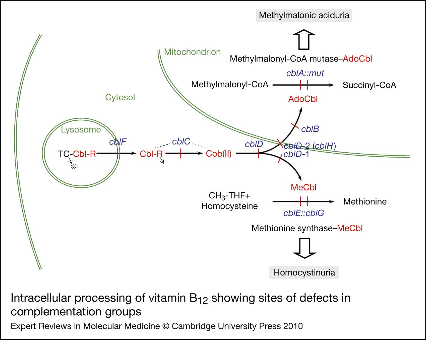 Genetic disorders of vitamin B12 metabolism: eight complementation ...