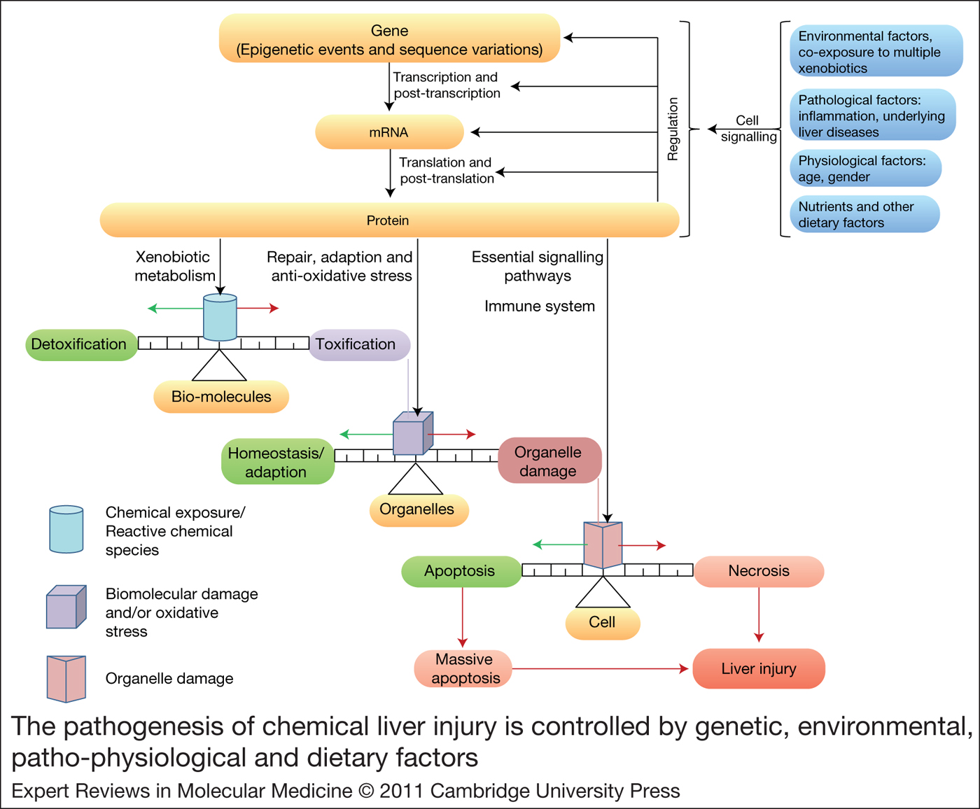 Molecular mechanisms underlying chemical liver injury | Expert Reviews ...