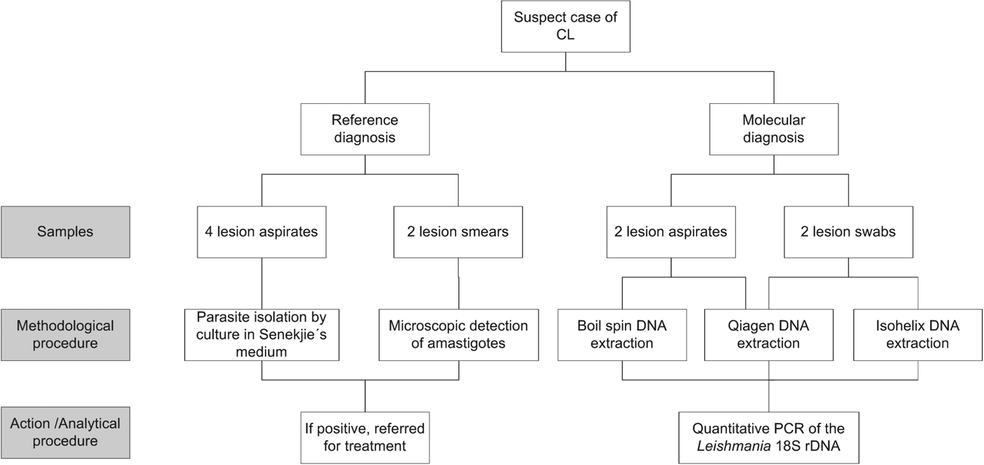 Sensitive diagnosis of cutaneous leishmaniasis by lesion swab sampling ...