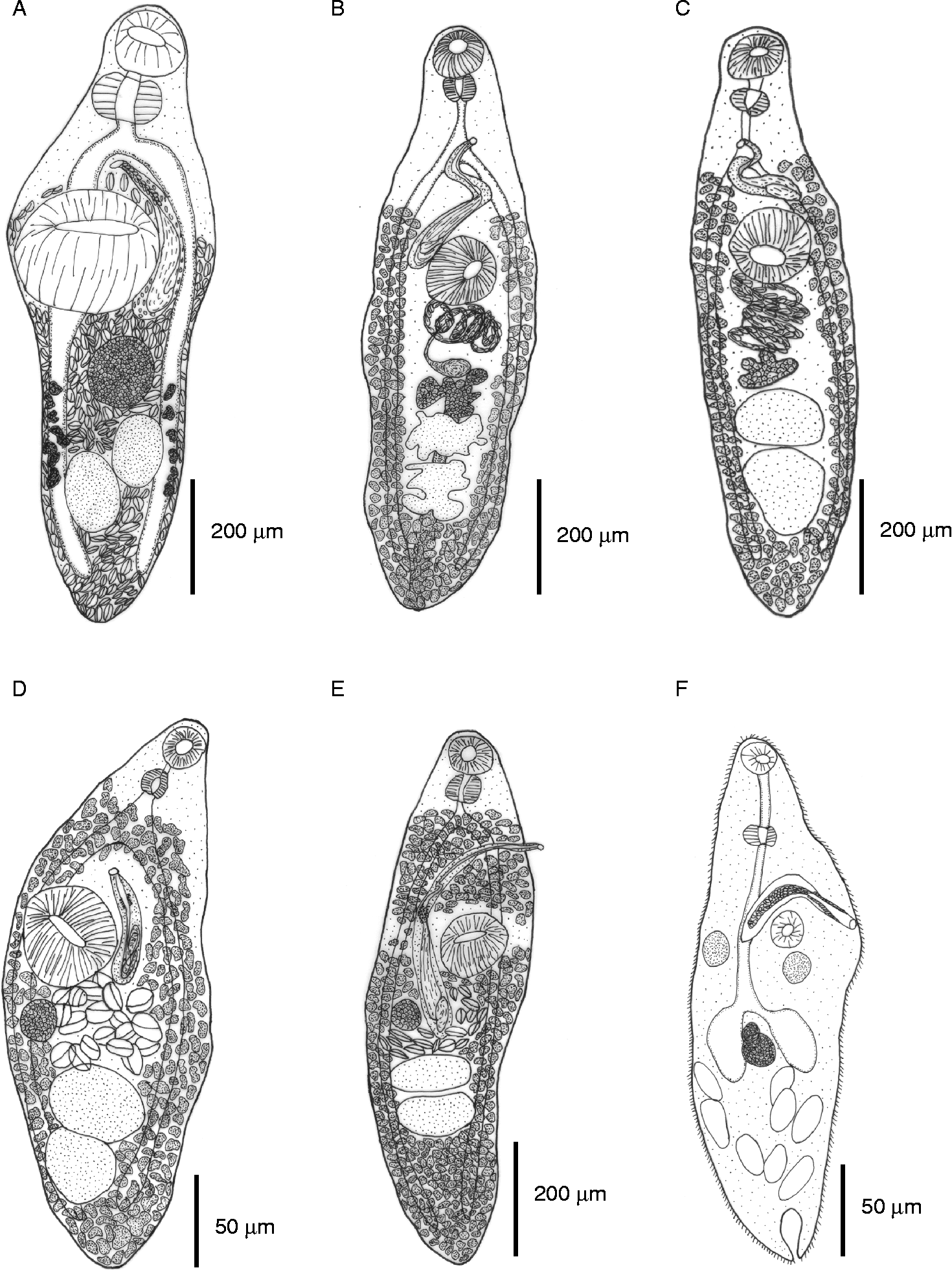 Digenean diversity in labrid fish from the Bay of Bizerte in Tunisia ...