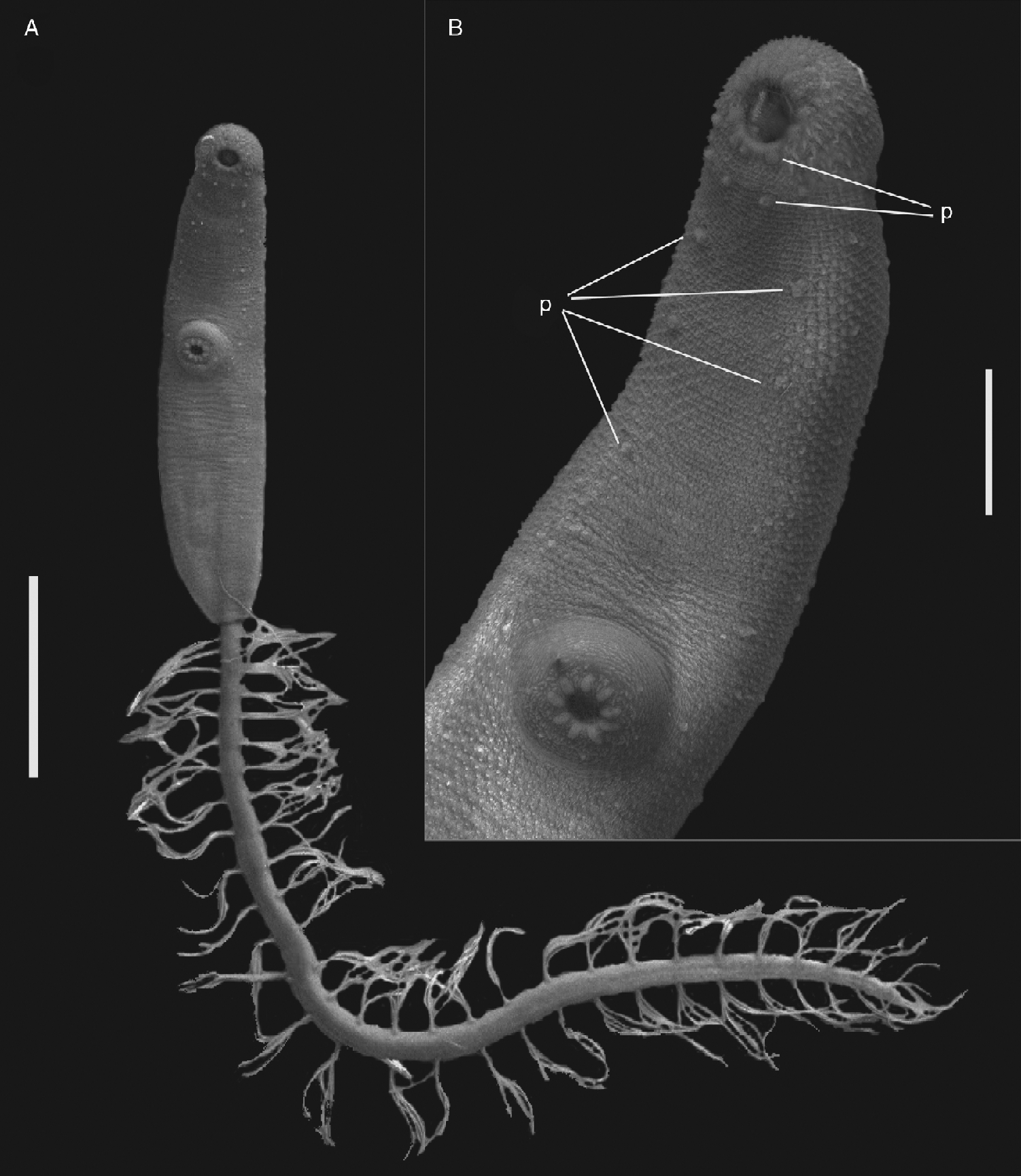 Parasitic castration of Buccinanops cochlidium (Gastropoda: Nassariidae ...