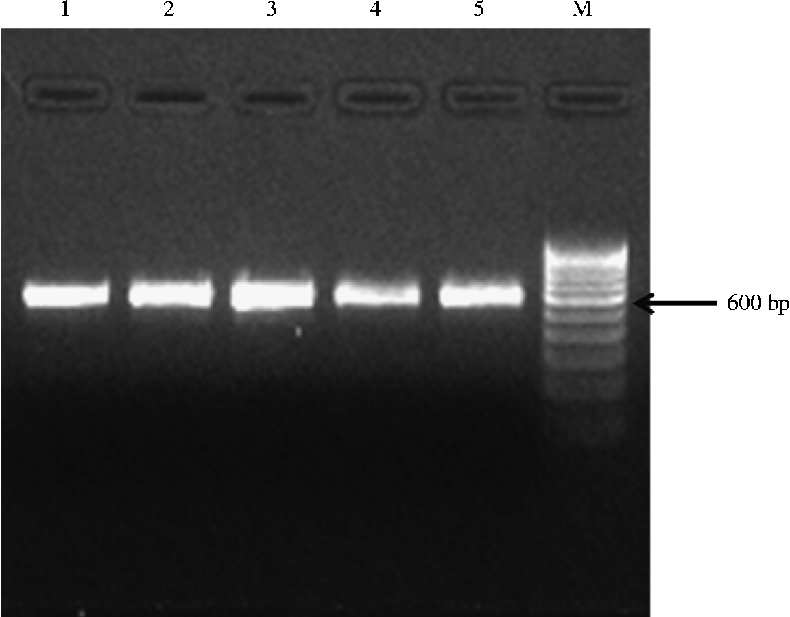 Molecular characterization of pouched amphistome parasites (Trematoda ...