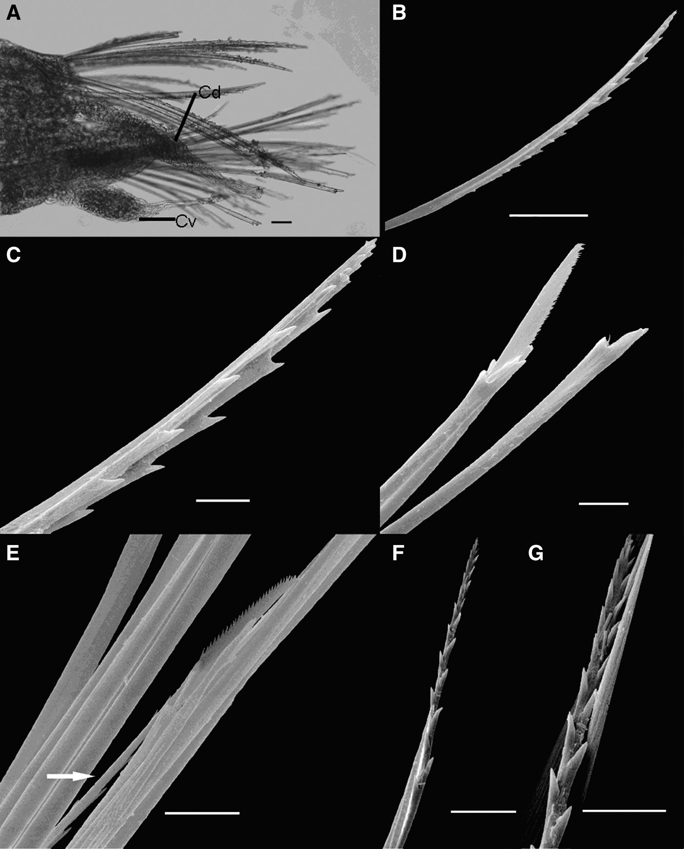 Dysponetus joeli sp. nov. (Polychaeta: Chrysopetalidae) from the north ...