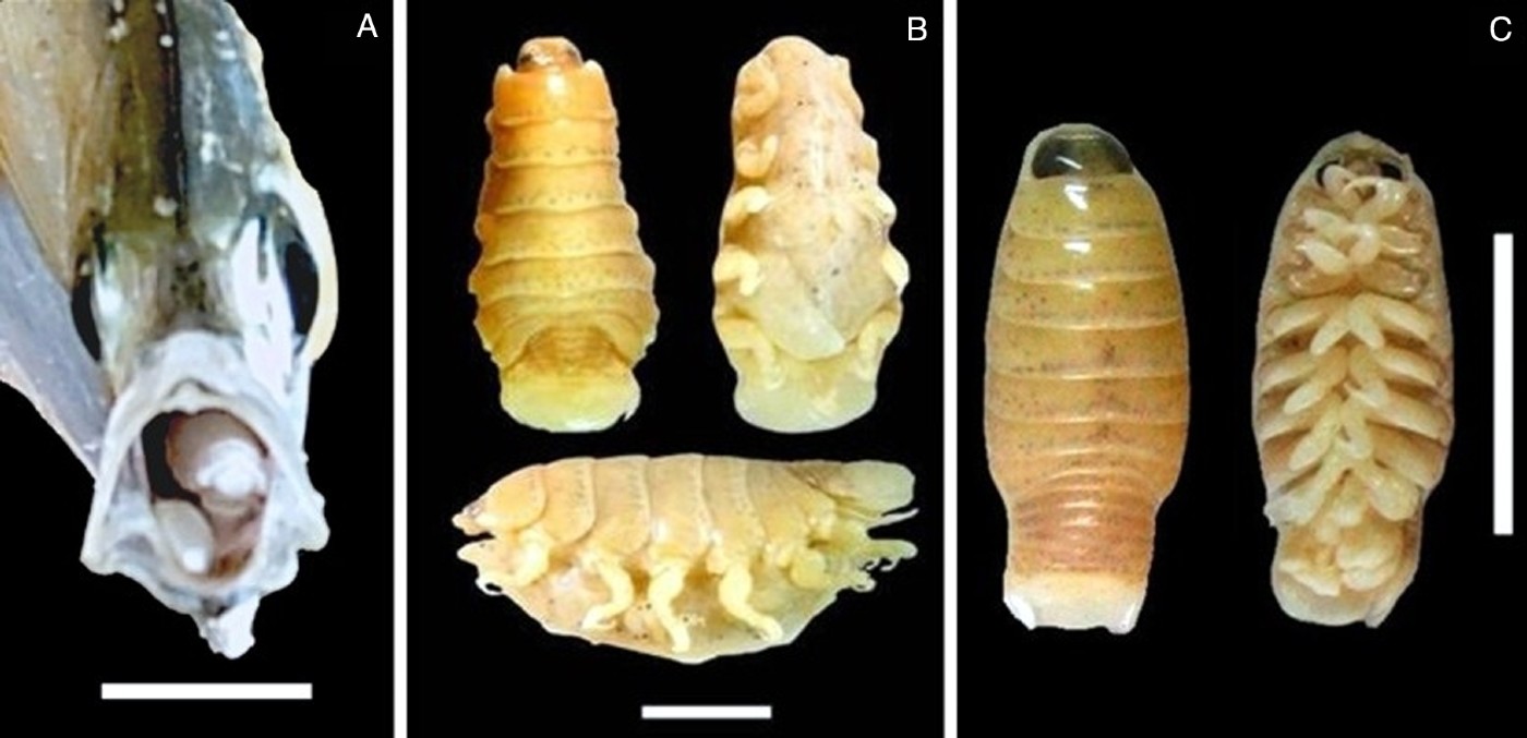 First record of Cymothoa spinipalpa (Isopoda: Cymothoidae) parasitizing ...