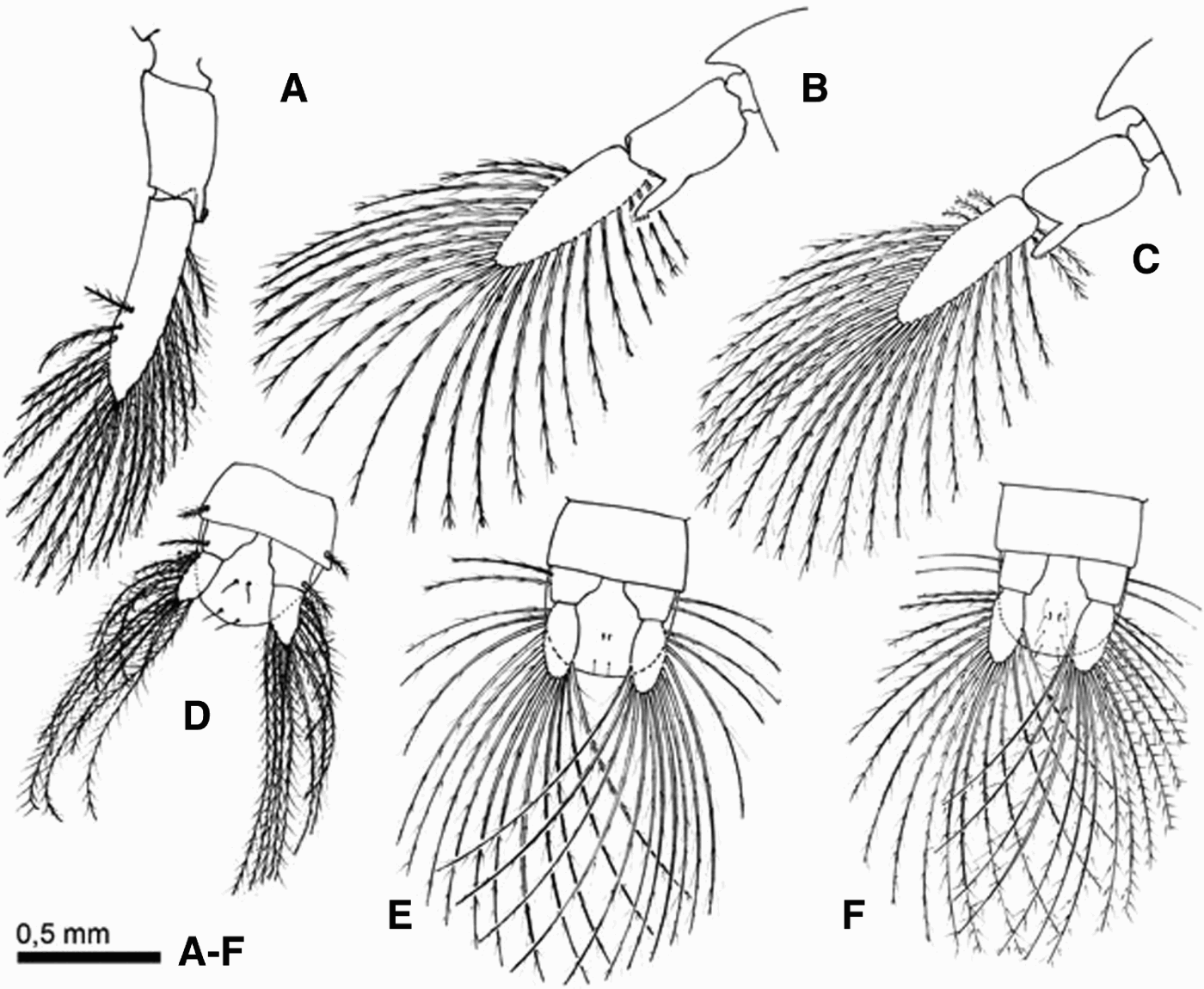 Using morphological and molecular tools to identify megalopae larvae ...