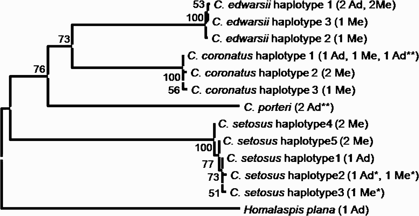 Using morphological and molecular tools to identify megalopae larvae ...