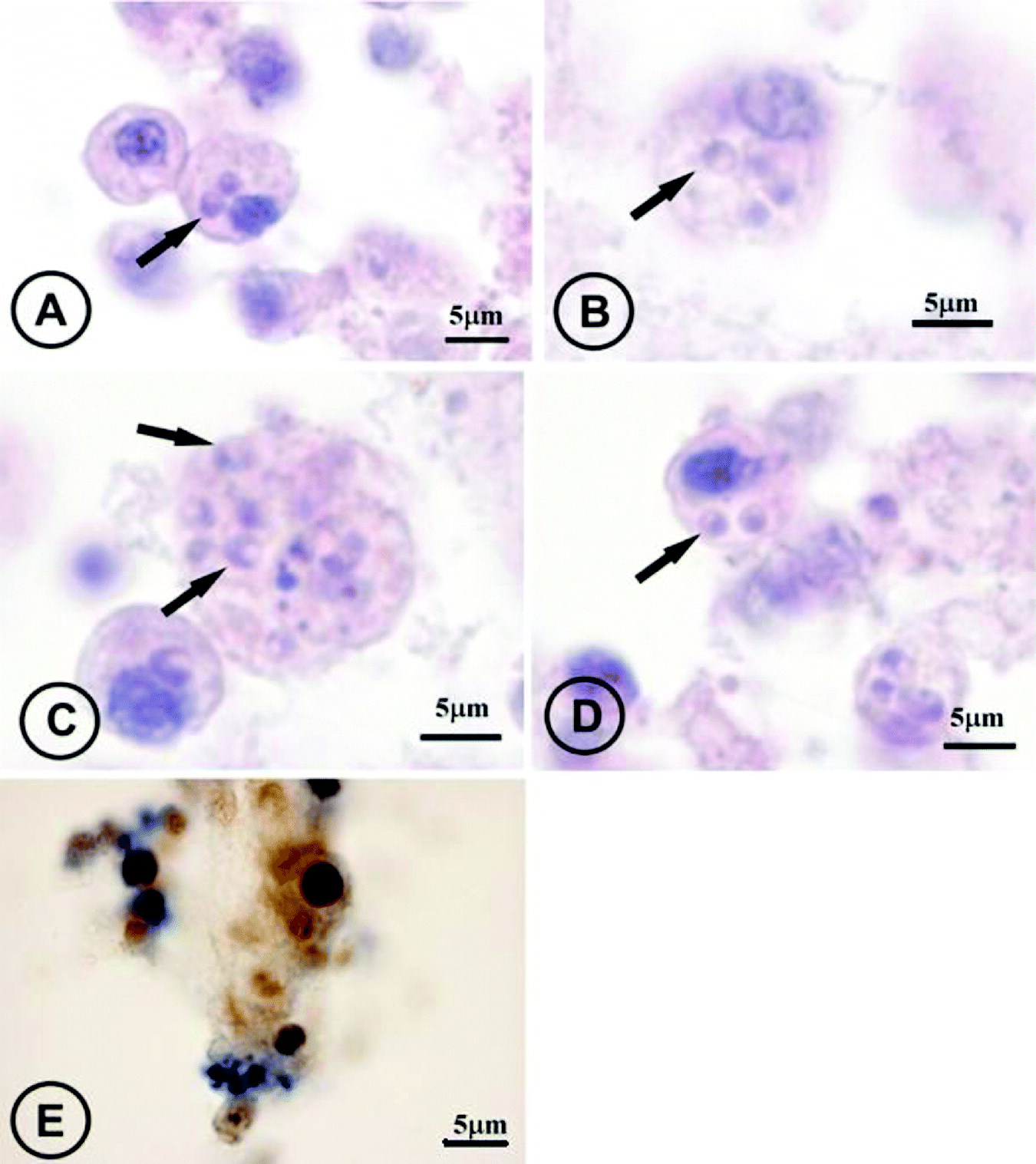 Observations raise the question if the Pacific oyster, Crassostrea ...