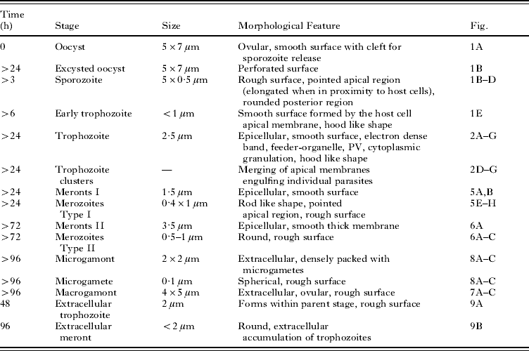 Morphological characterization of Cryptosporidium parvum life-cycle ...