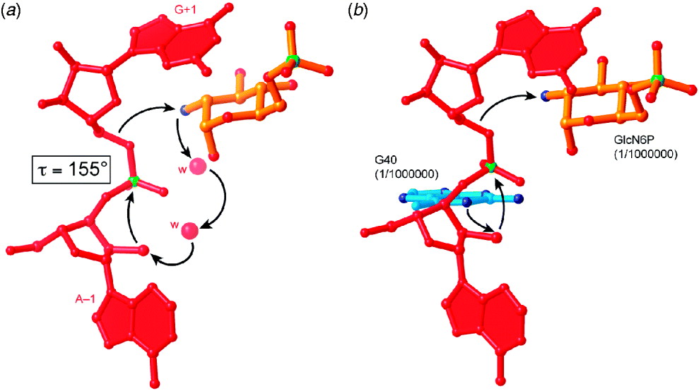 The glmS ribozyme: use of a small molecule coenzyme by a gene-regulatory RNA | Quarterly Reviews ...
